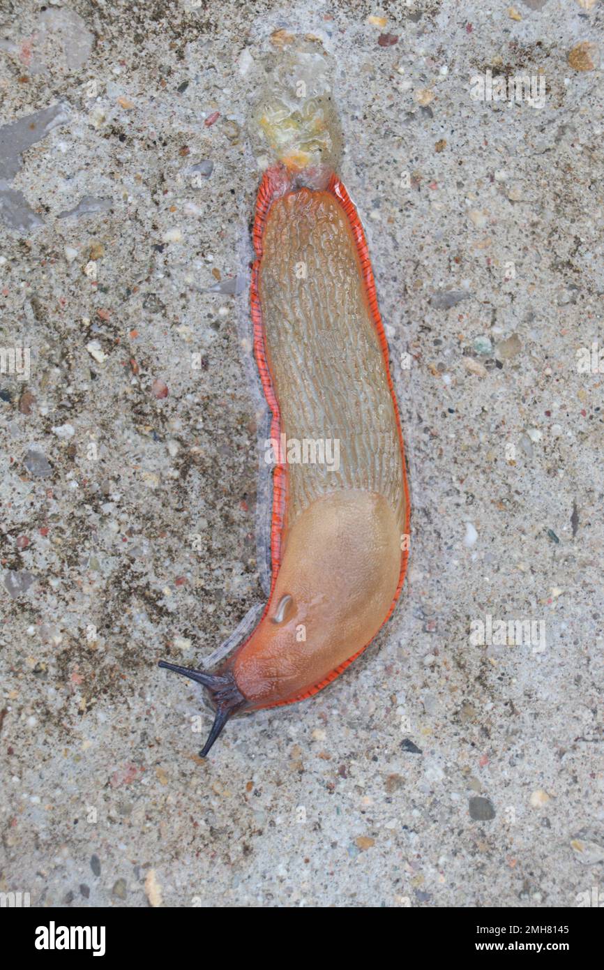 Big land slug or shell-less terrestrial gastropod mollusc hi-res Stock ...