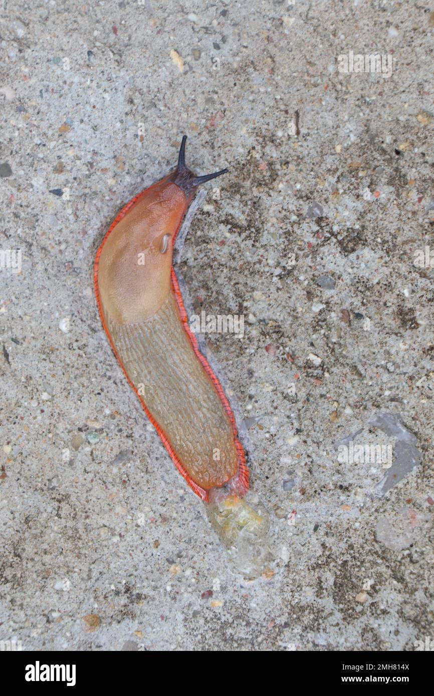 Big land slug or shell-less terrestrial gastropod mollusc hi-res Stock ...