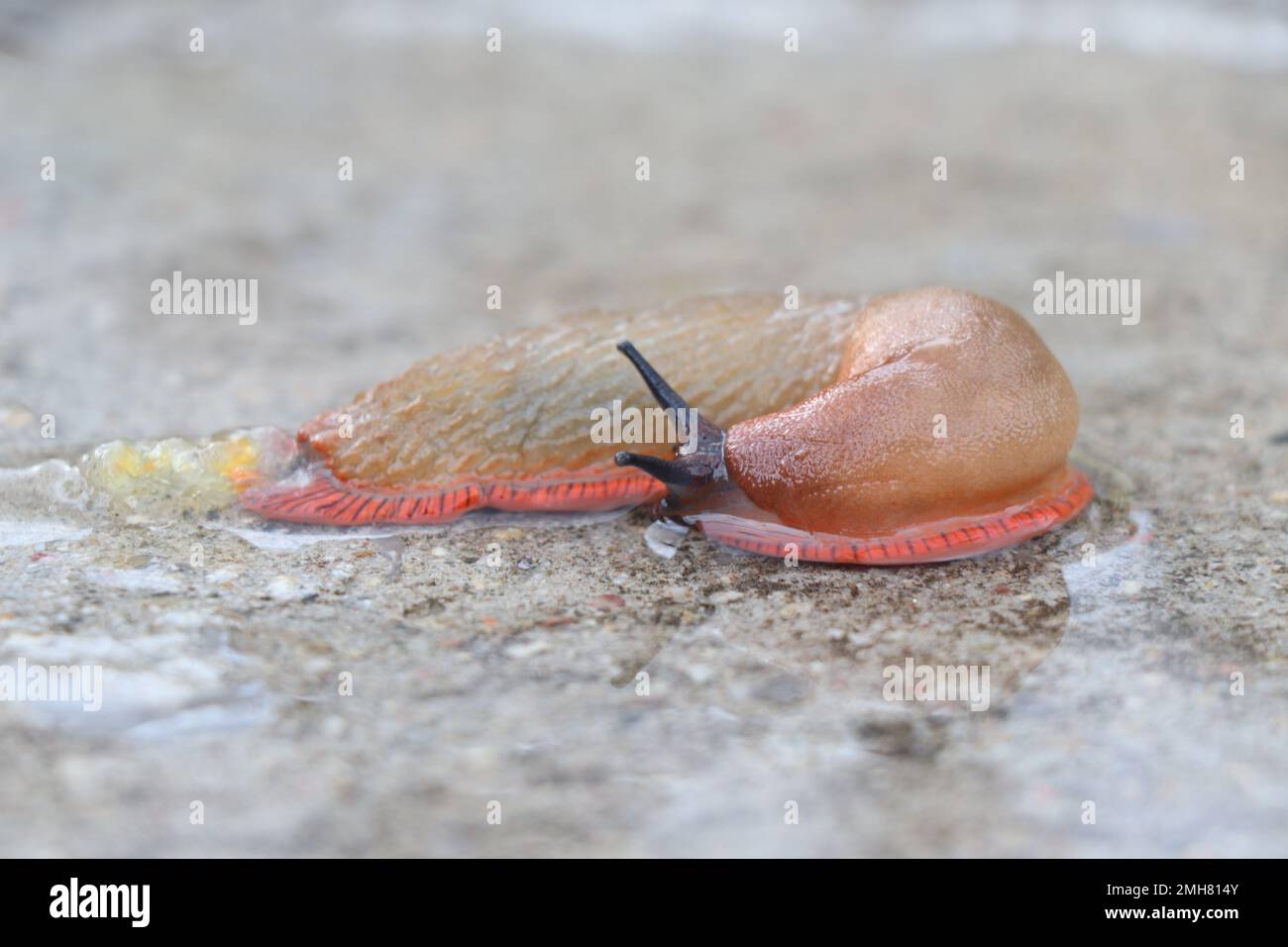 Big land slug or shell-less terrestrial gastropod mollusc hi-res Stock ...