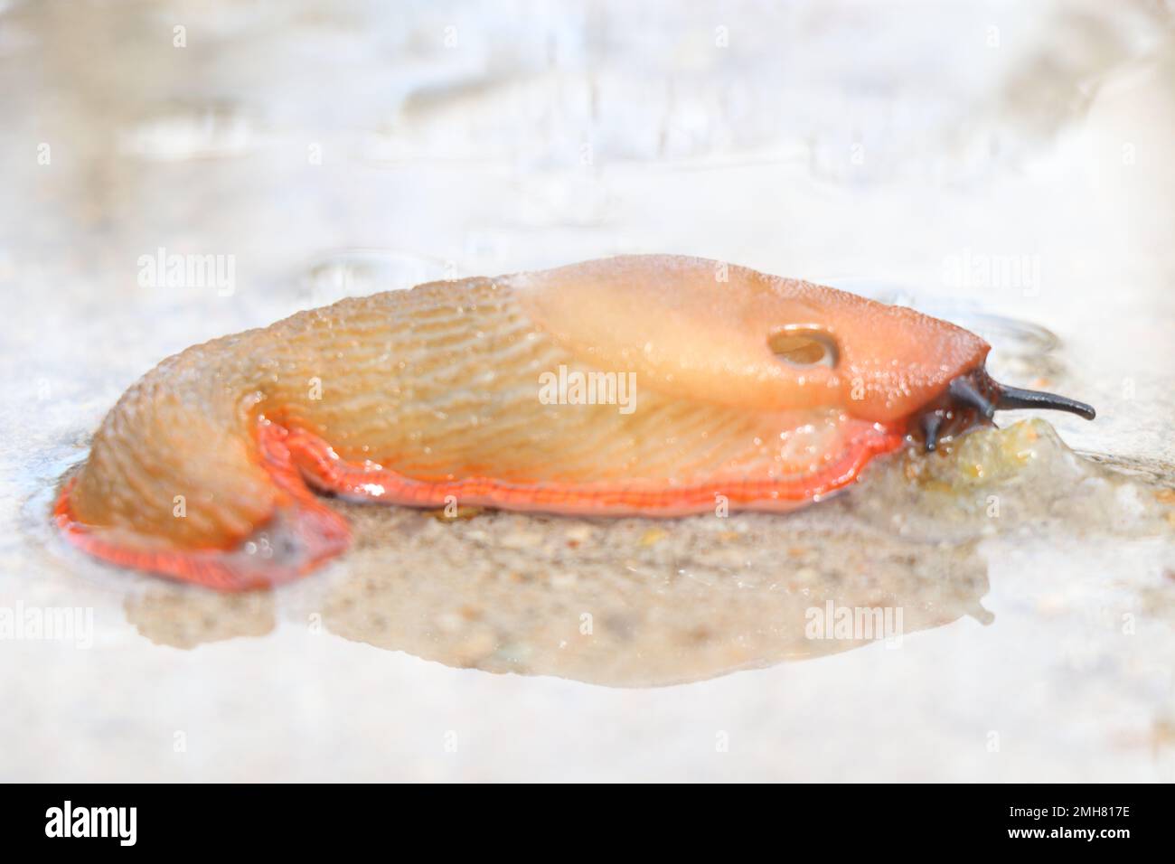 Big land slug or shell-less terrestrial gastropod mollusc hi-res Stock ...