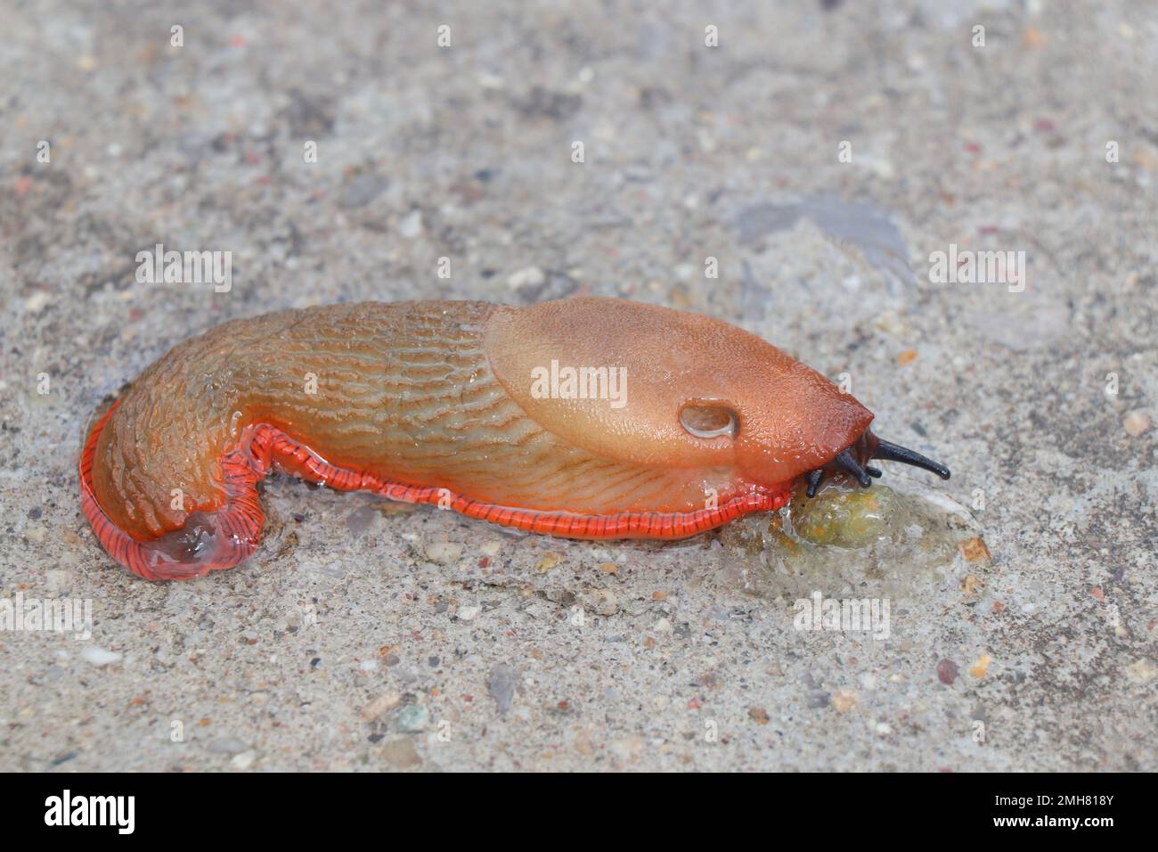 Mollusc hi res hi-res stock photography and images - Alamy