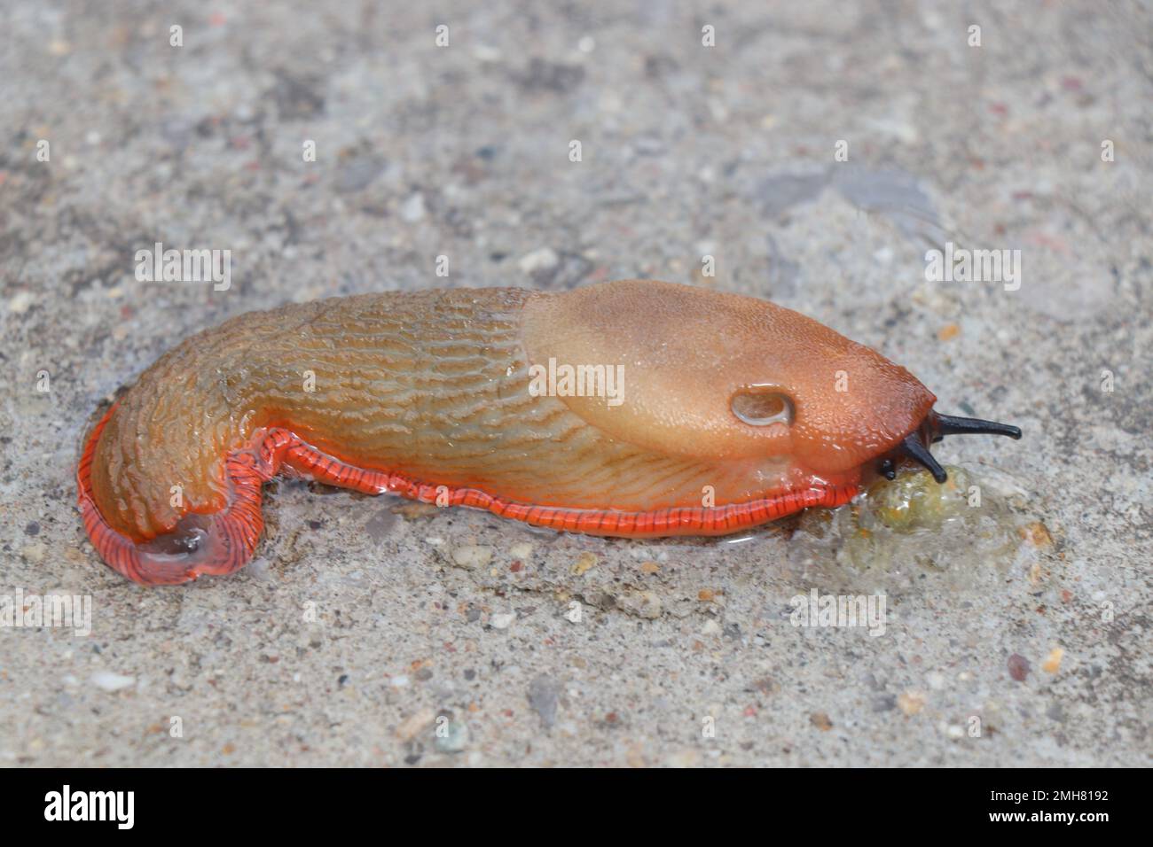 Big land slug or shell-less terrestrial gastropod mollusc hi-res Stock ...