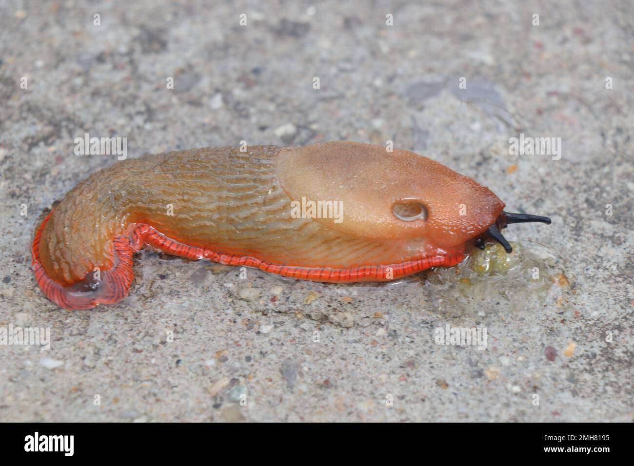 Big land slug or shell-less terrestrial gastropod mollusc hi-res Stock ...