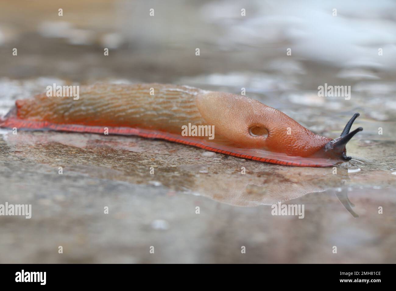 Big land slug or shell-less terrestrial gastropod mollusc hi-res Stock ...