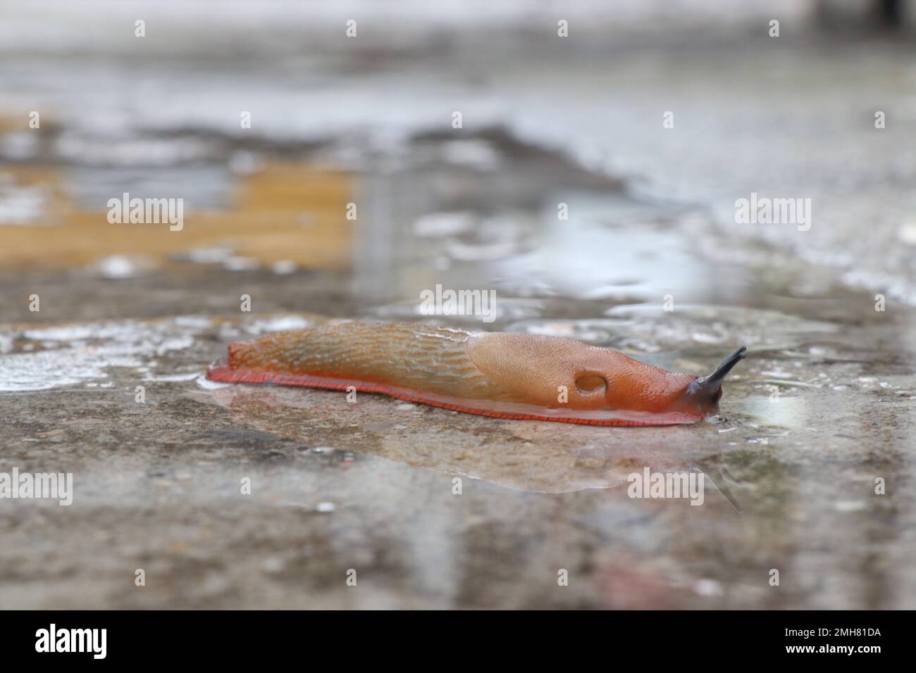 Big land slug or shell-less terrestrial gastropod mollusc hi-res Stock ...