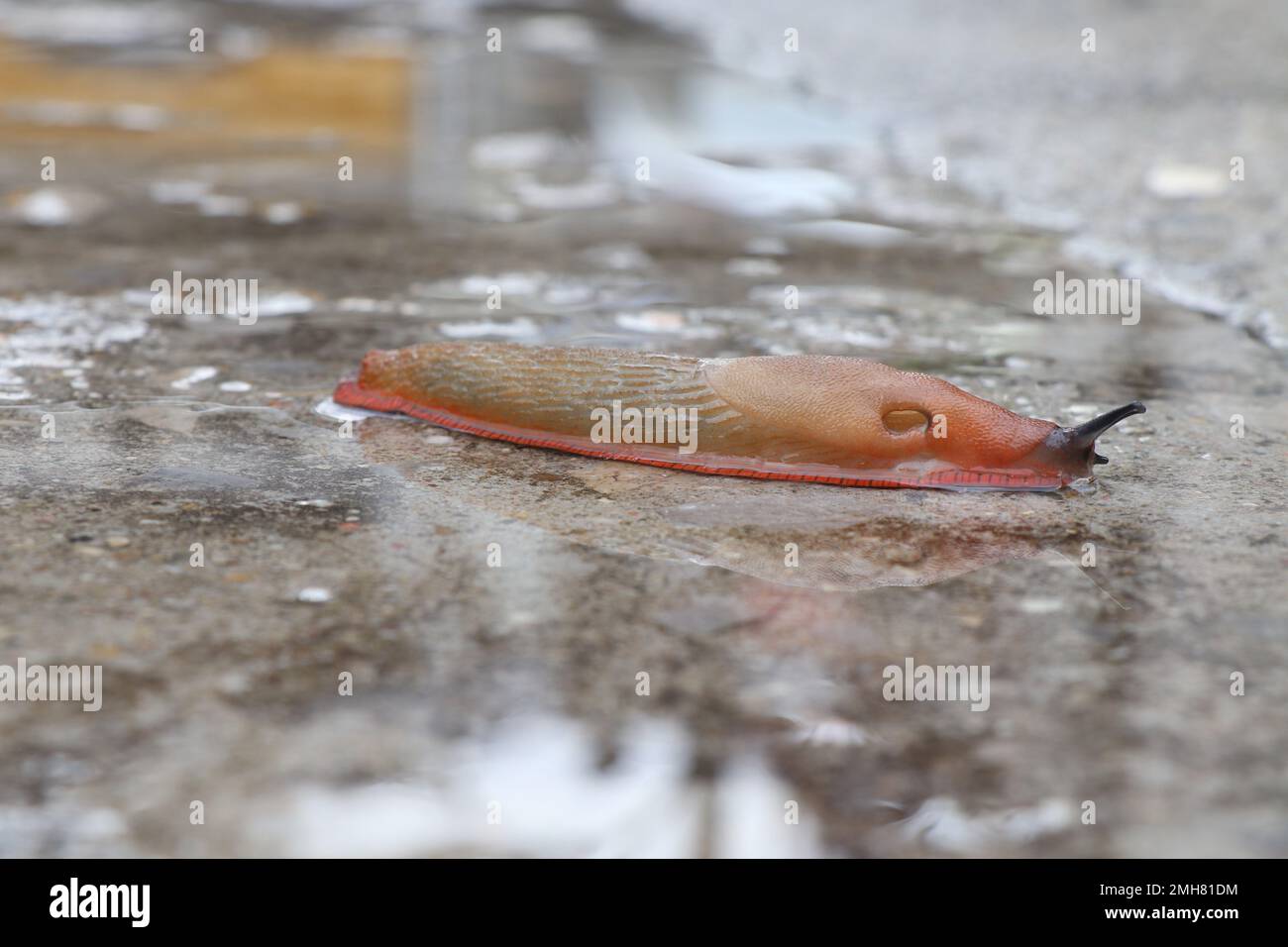 Big land slug or shell-less terrestrial gastropod mollusc hi-res Stock ...