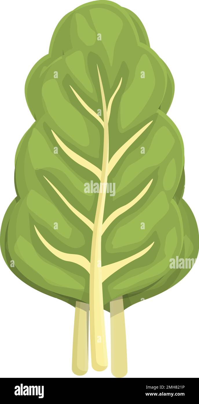 Healthy chard icon cartoon vector. Green plant. Nature organic Stock ...