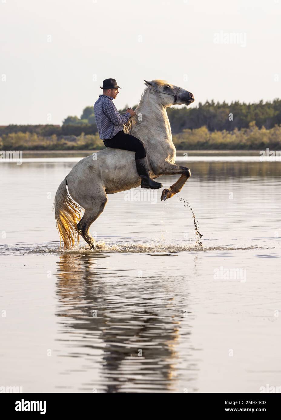White Horse Rearing With Rider