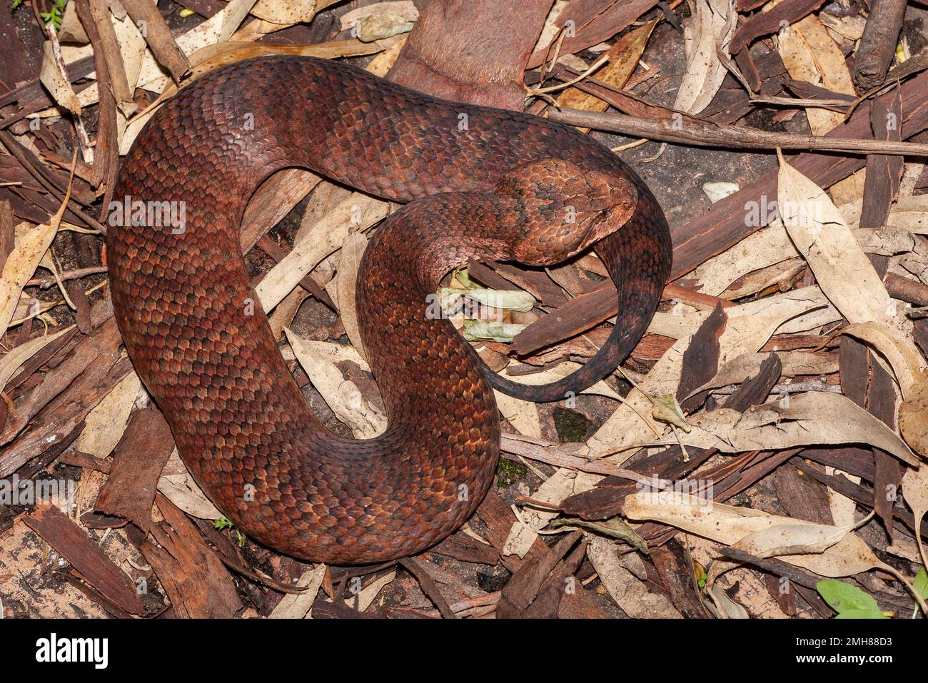 Common australian snake hi-res stock photography and images - Alamy