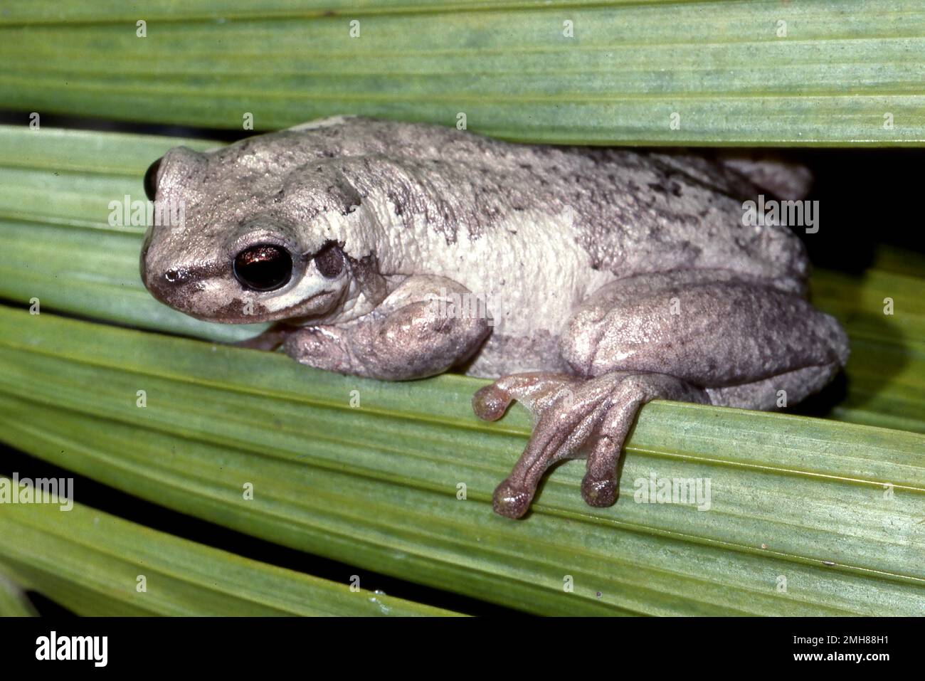 Bleating tree frog hi-res stock photography and images - Alamy