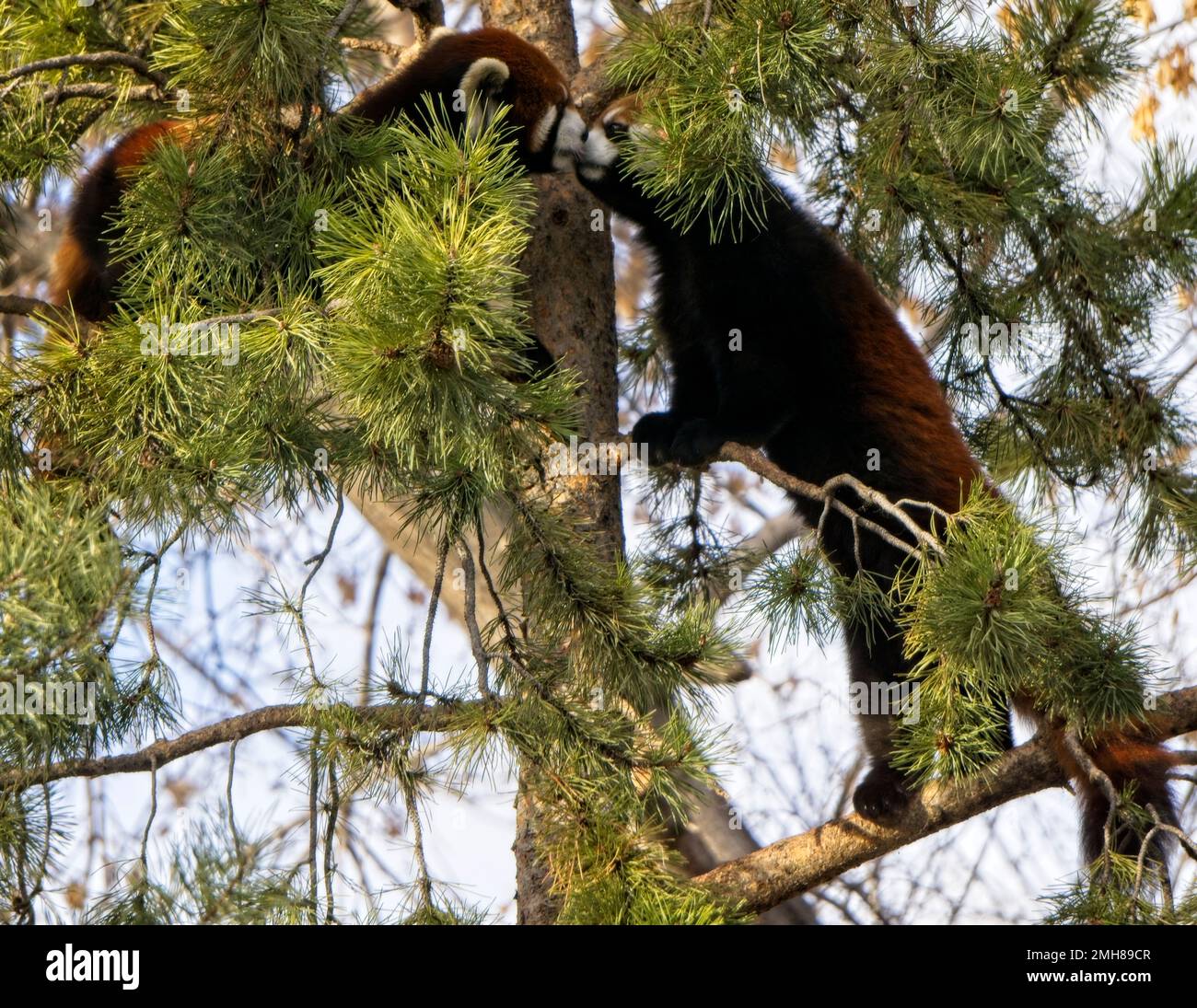 Red Pandas Calgary Zoo Alberta Stock Photo - Alamy