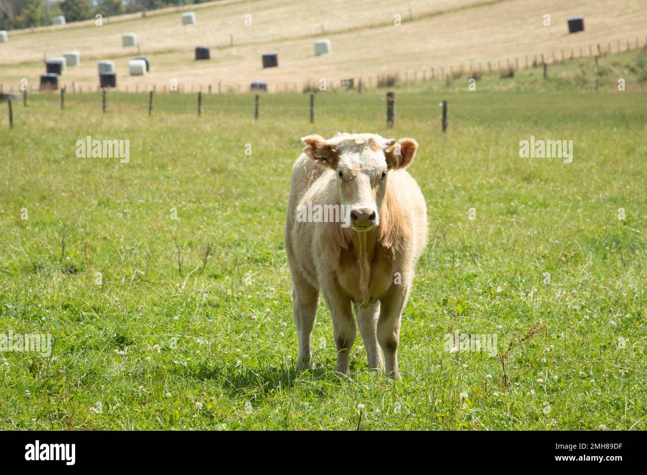 Light brown cow standing in a sunny paddock Stock Photo - Alamy
