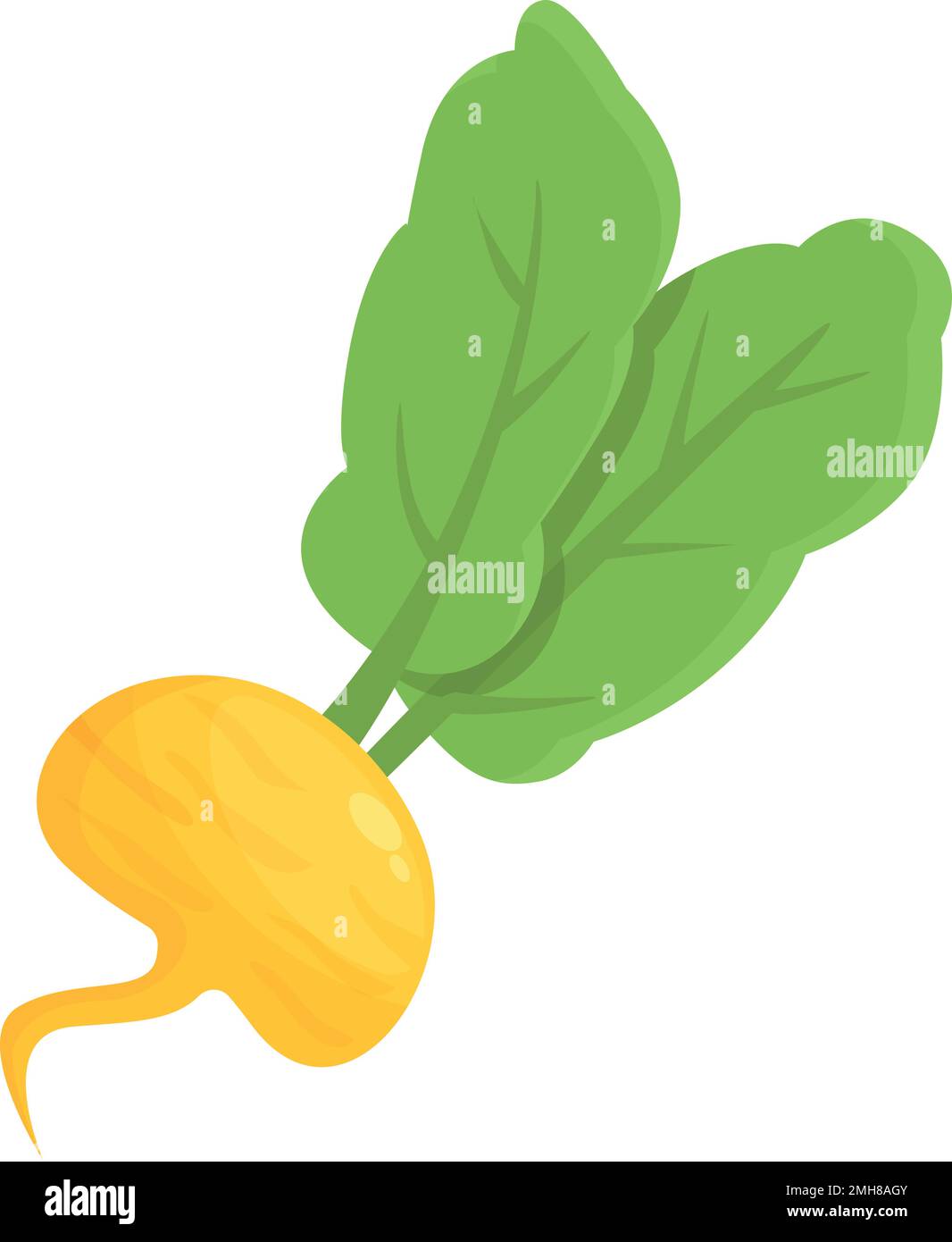 Vegetable root icon cartoon vector. Farm cooking. Food turnip Stock ...