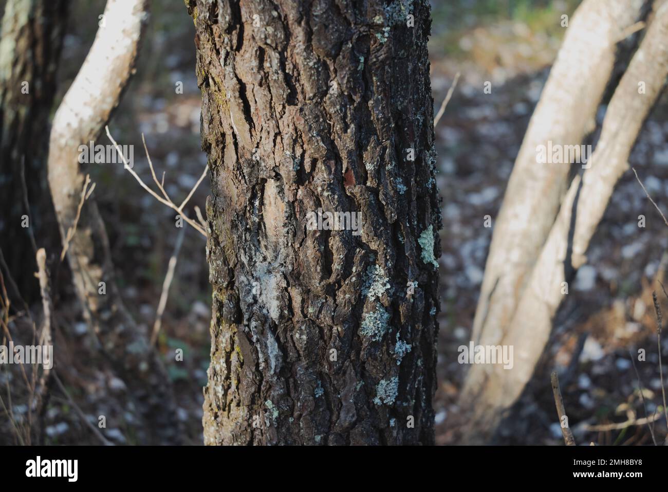 Close up of a tree trunk on a sunny autumn afternoon Stock Photo - Alamy