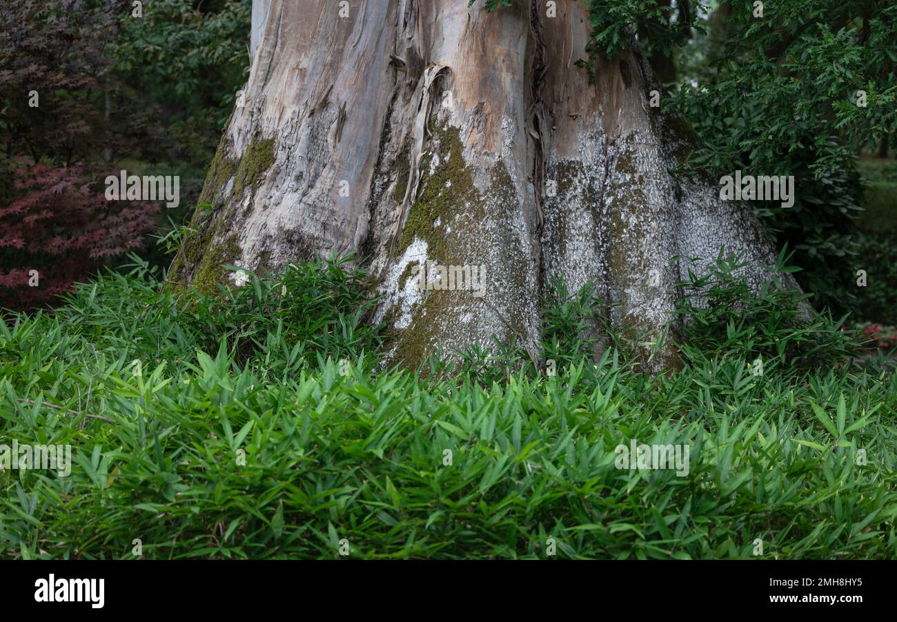 Close up of the base of a tree trunk surrounded by green grass Stock ...