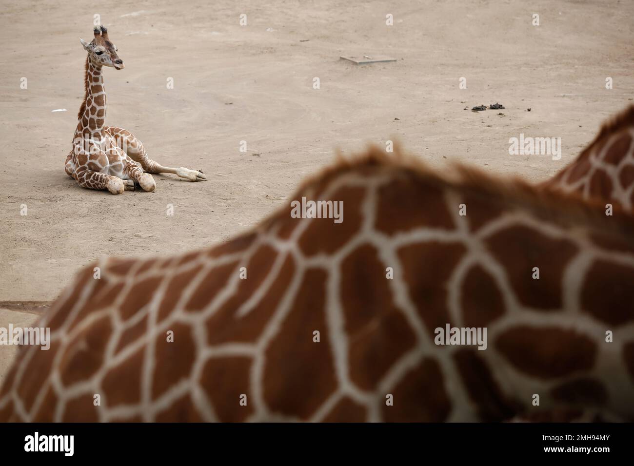 A two-month-old giraffe sits in her enclosure at the Chapultepec Zoo in ...