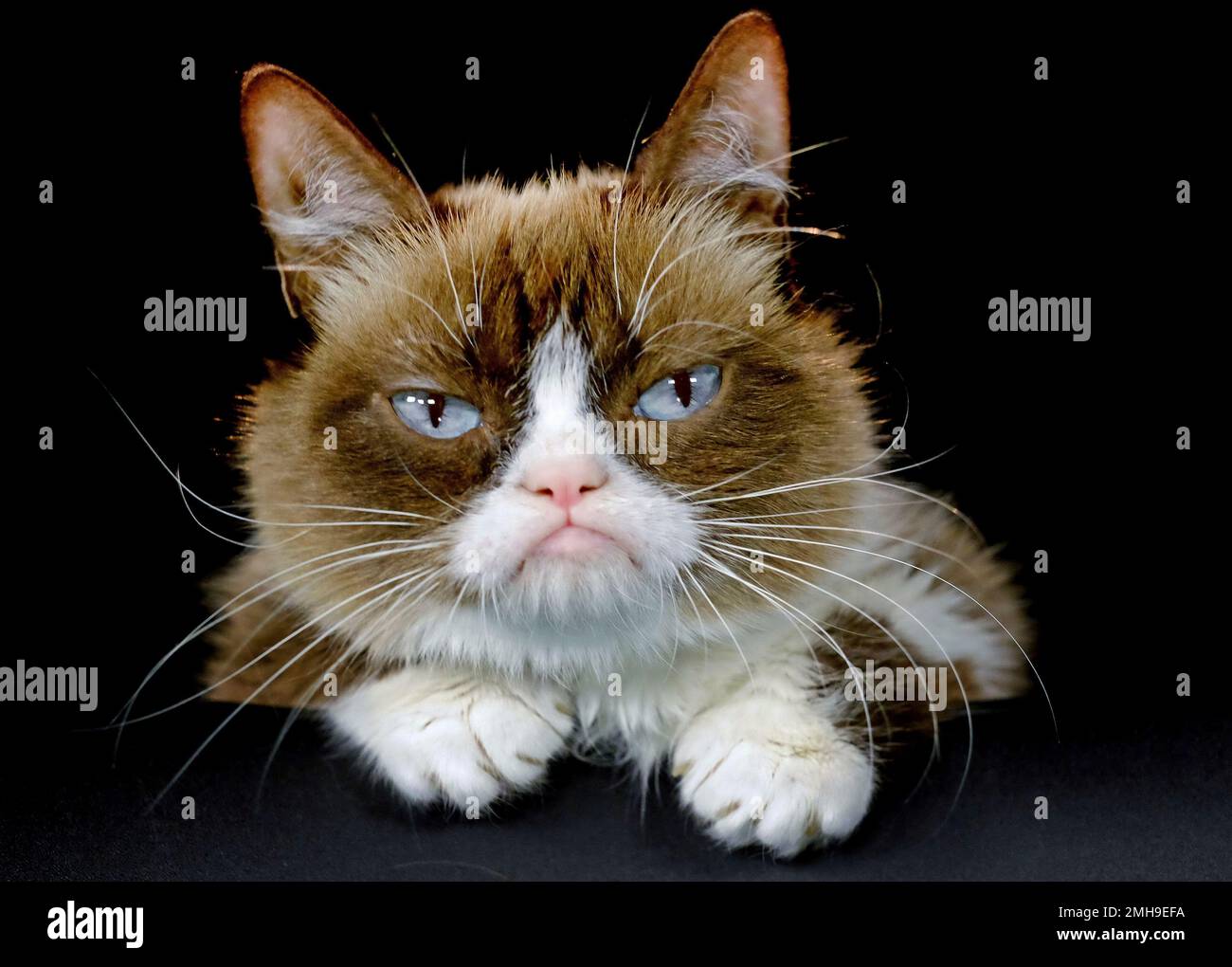 Social media celebrity Tardar Sauce, better known as Grumpy Cat ...
