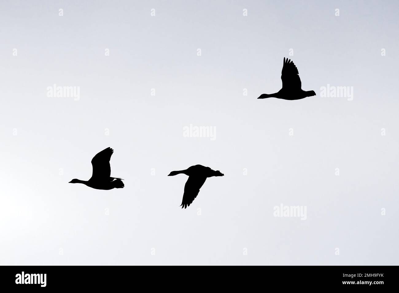 Three Canadian Geese are silhouetted by the back light of the sun near ...