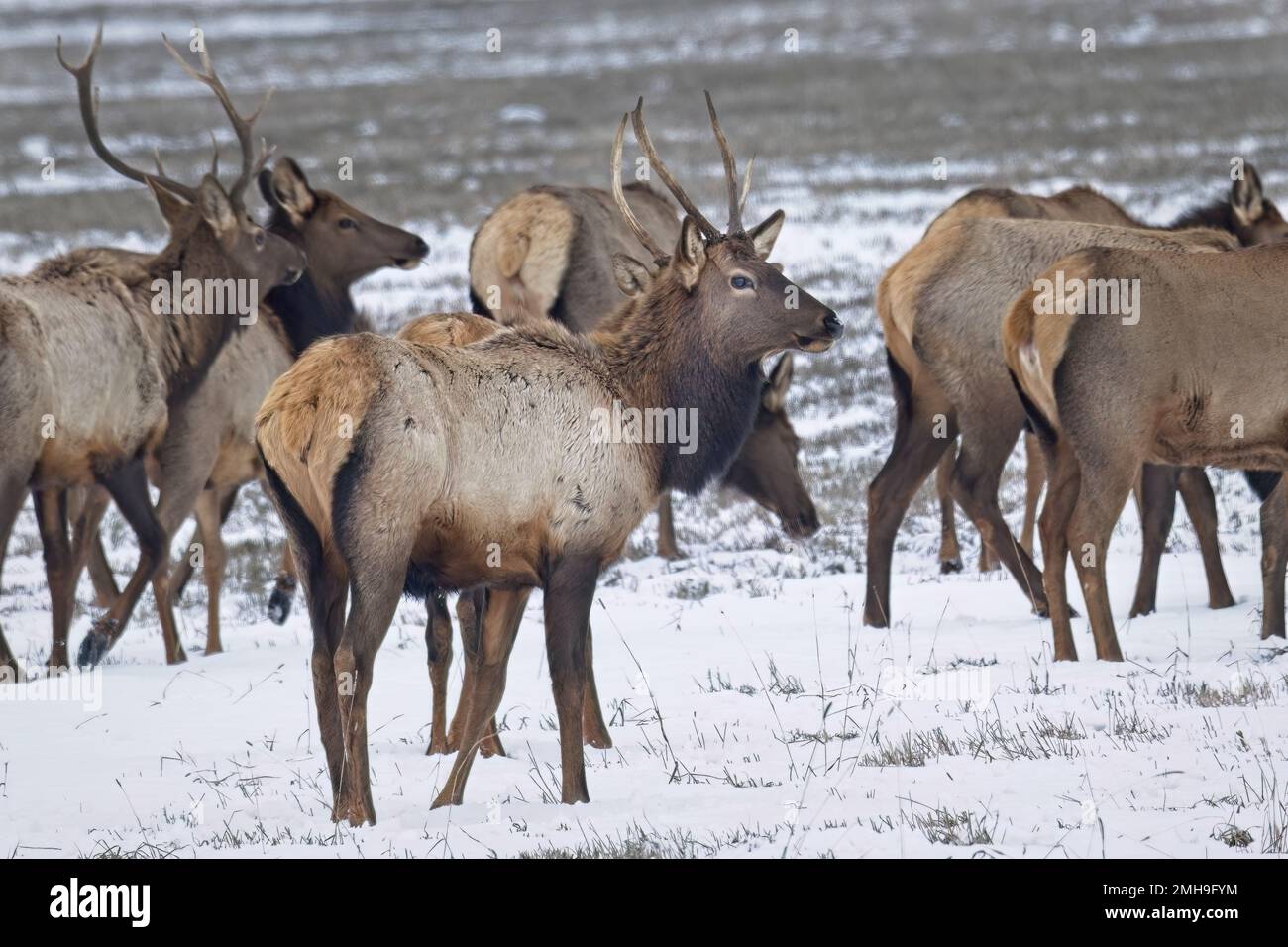 A young elk buck stands in the middle of a herd on a partly covered ...