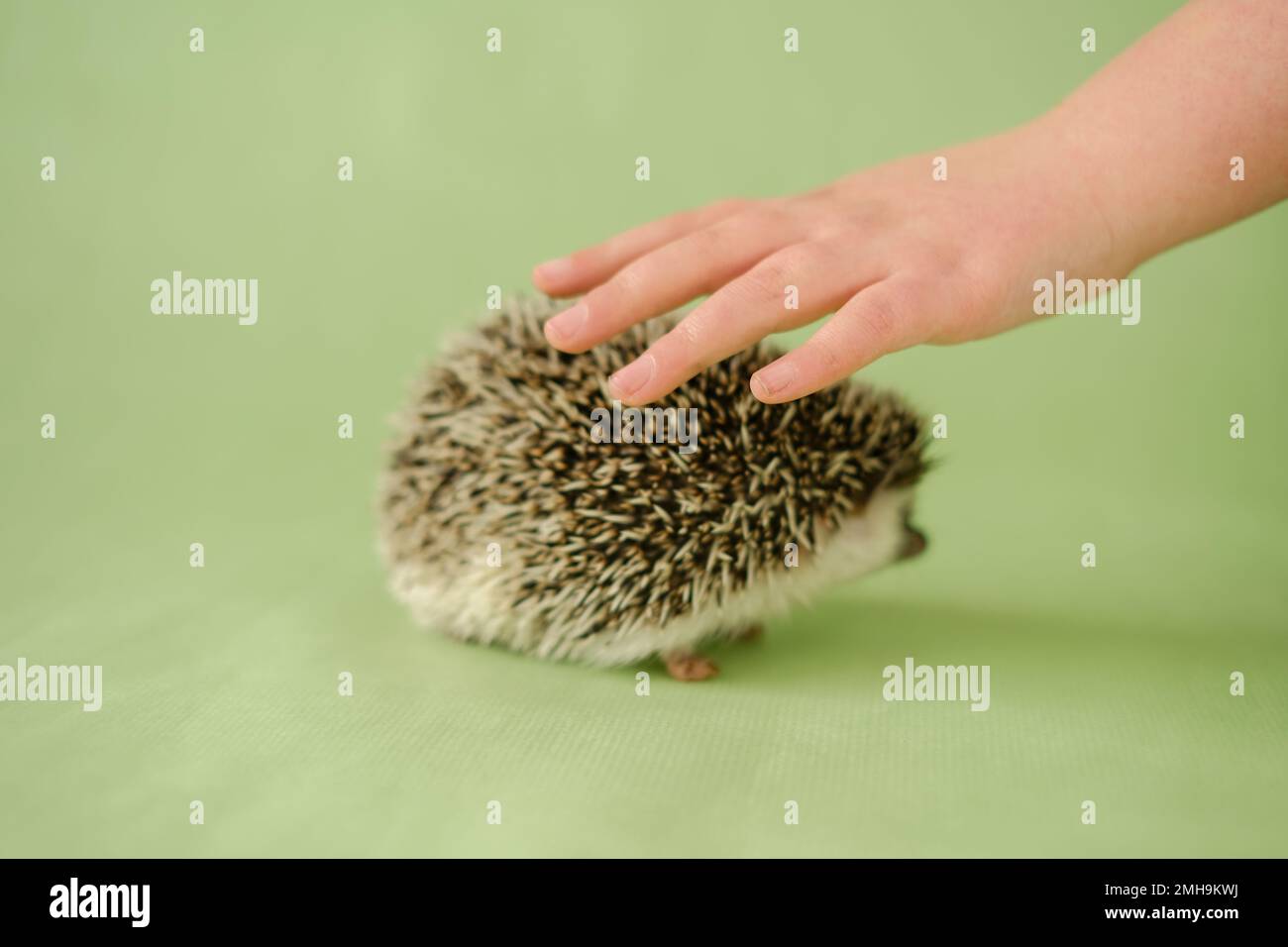 Hedgehog and a childs hand on a green background. The child strokes the ...