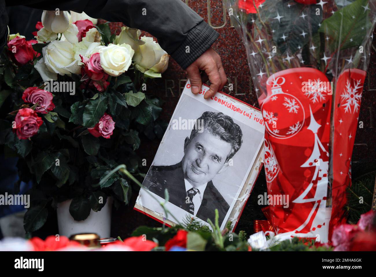 A man places a portrait of Romanian communist dictator Nicolae ...