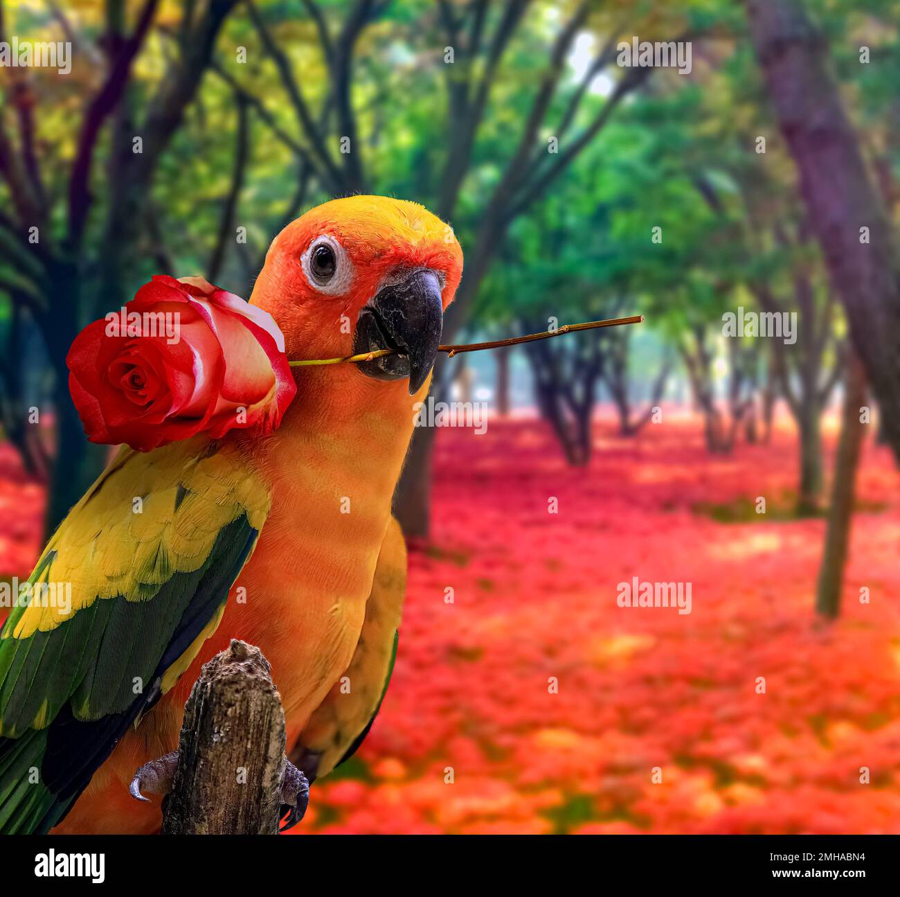 Digital art of a cute parrot holding a red rose in a colorful forest ...