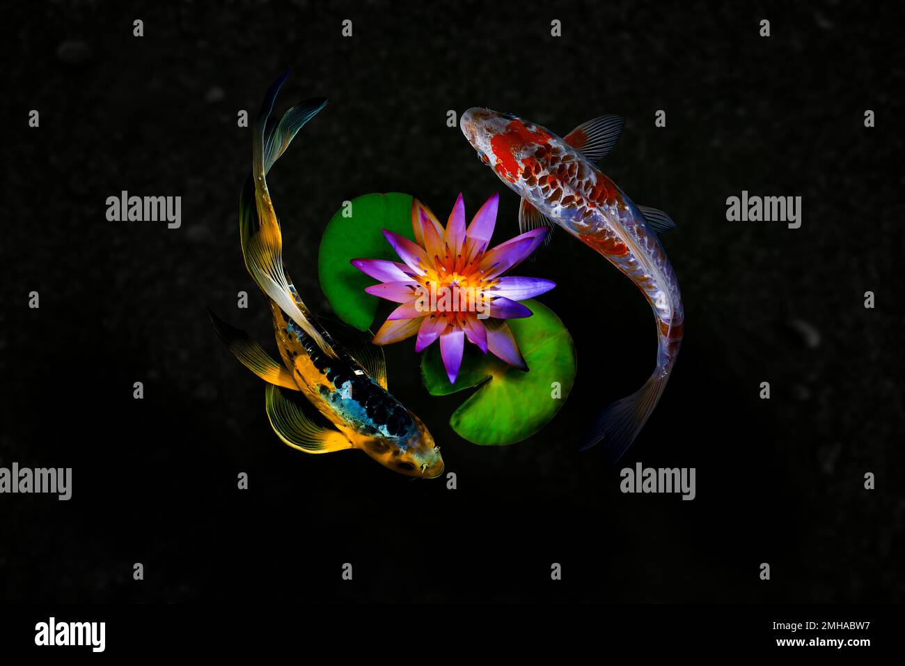 Digital art of koi fish swimming around a lotus flower in a Zen pond ...