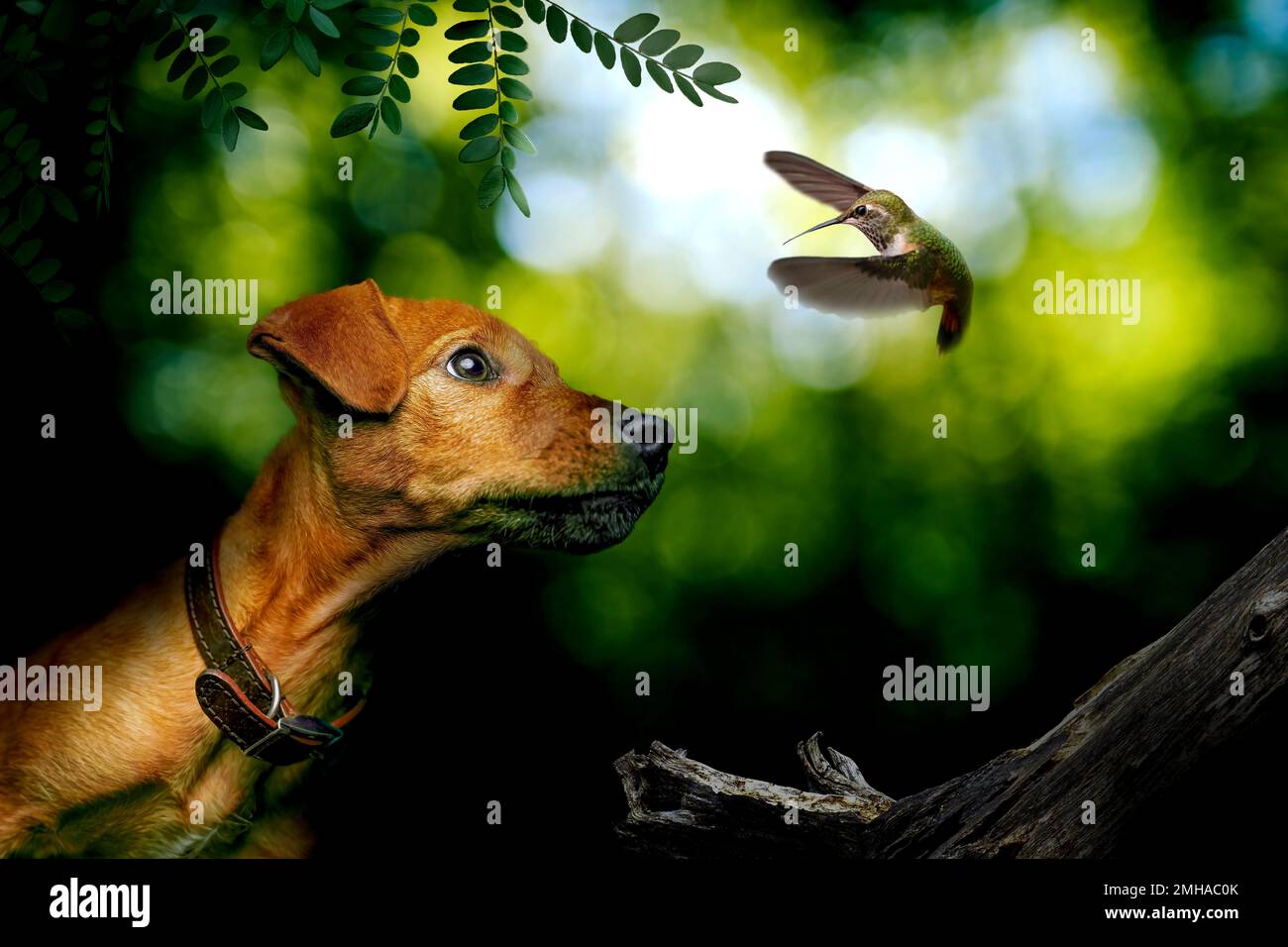 Digital art of a Labrador Retriever puppy and hummingbird in a forest ...