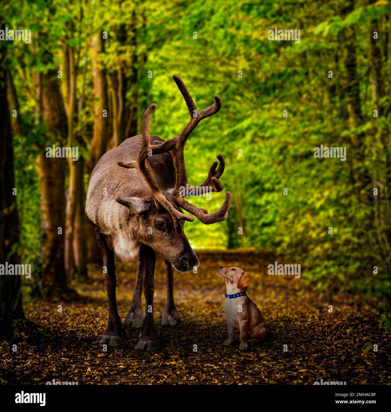 Digital art of a deer and a Labrador Retriever puppy in a forest Stock ...