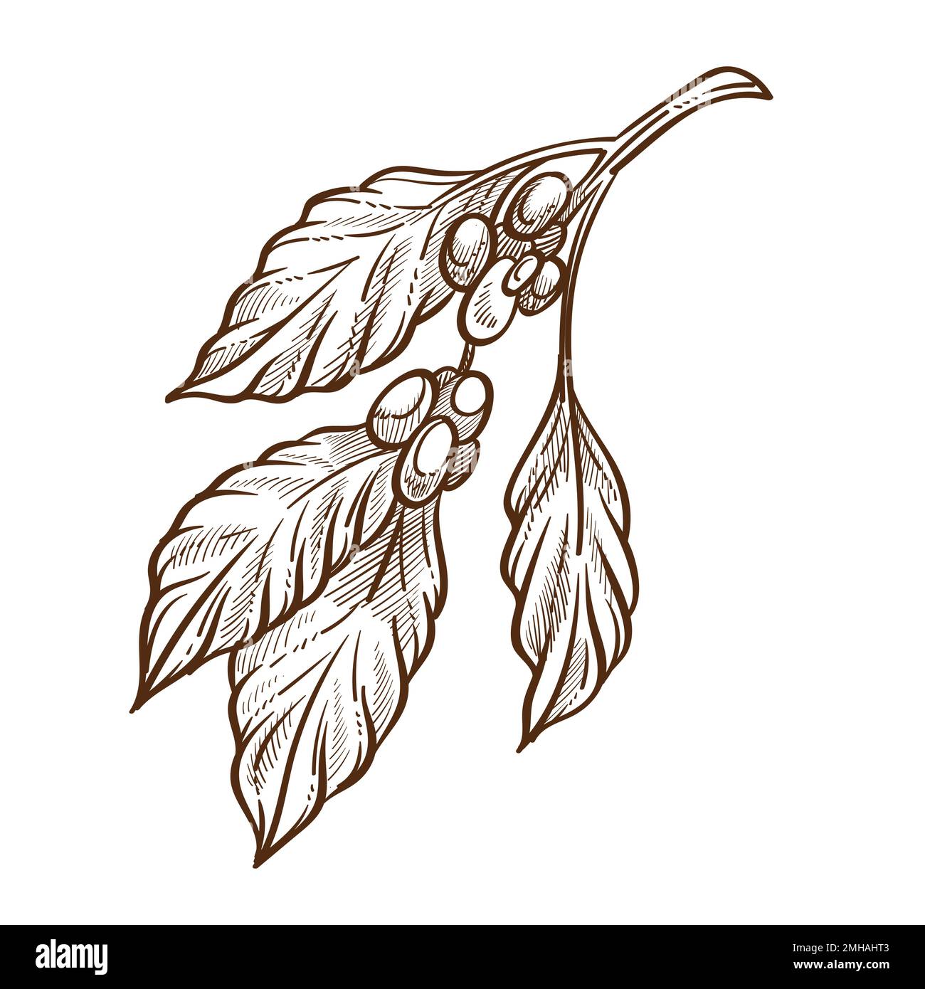 Grains or seed, coffee beans and leaves isolated sketch Stock Vector ...