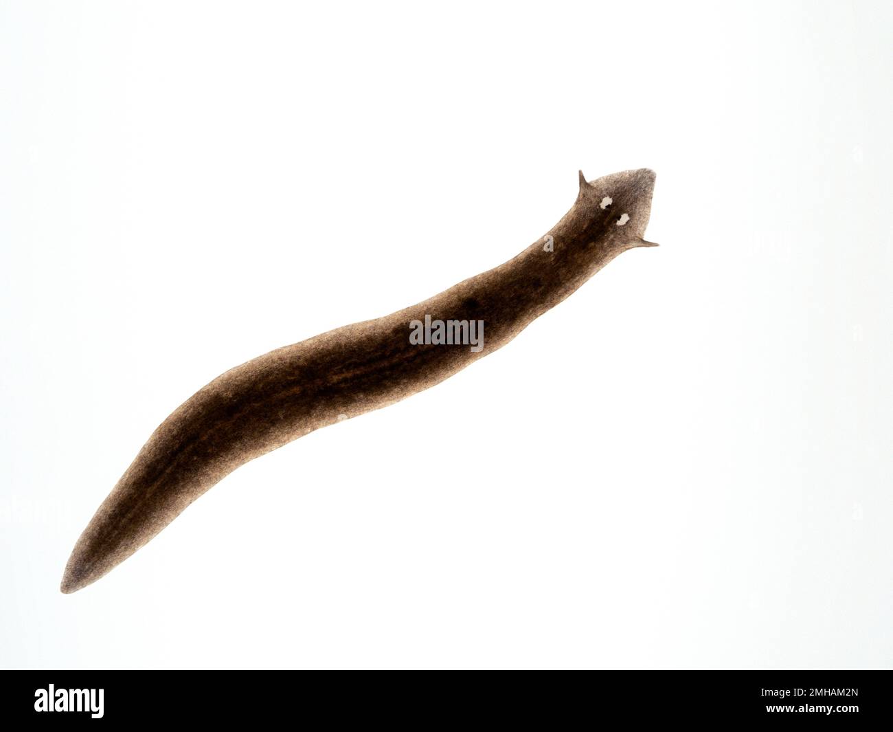 Brightfield image of a black planarian (Girardia dorotocephala) from a ...