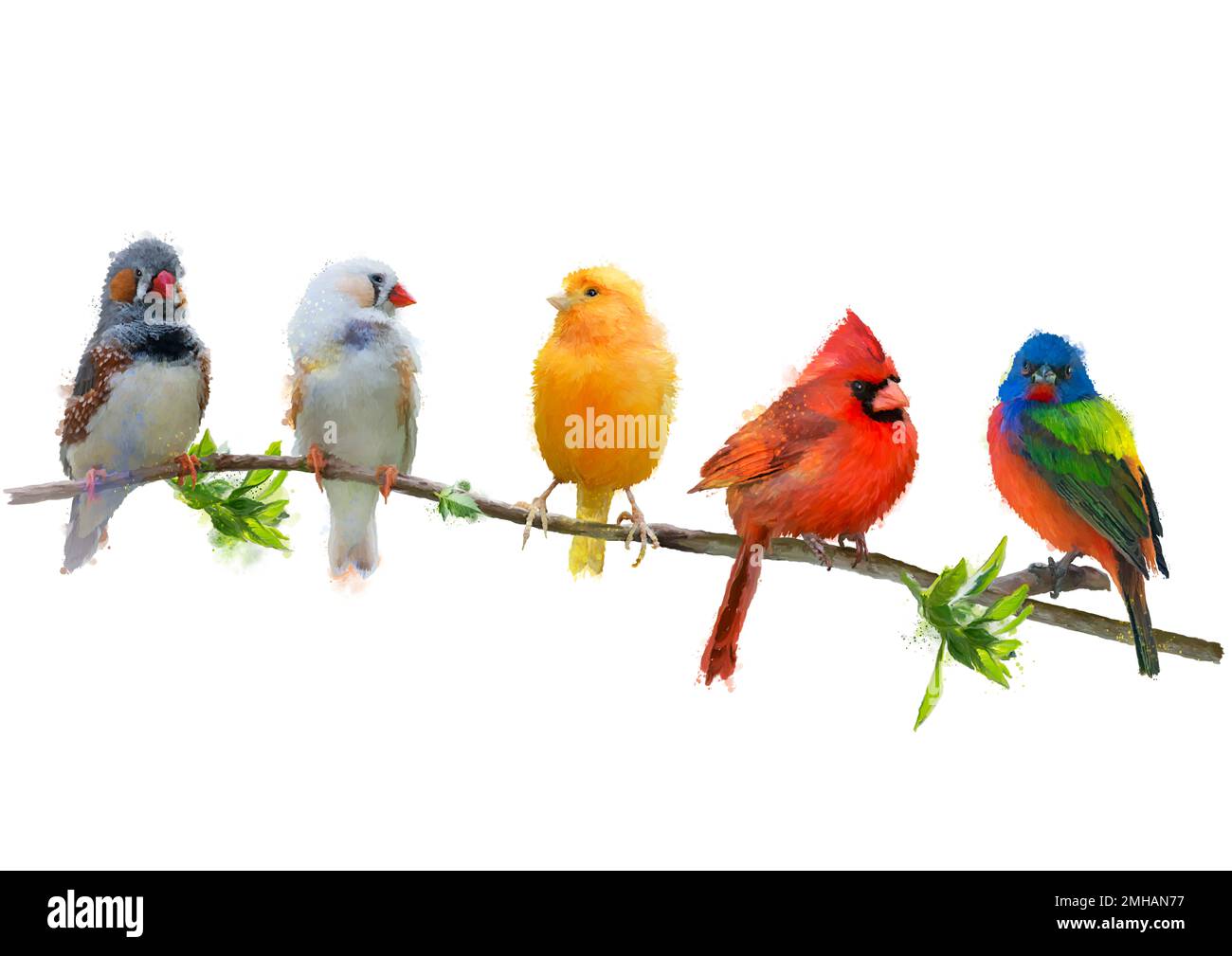 Colorful Songbirds , Illustation Isolated on White Background Stock ...