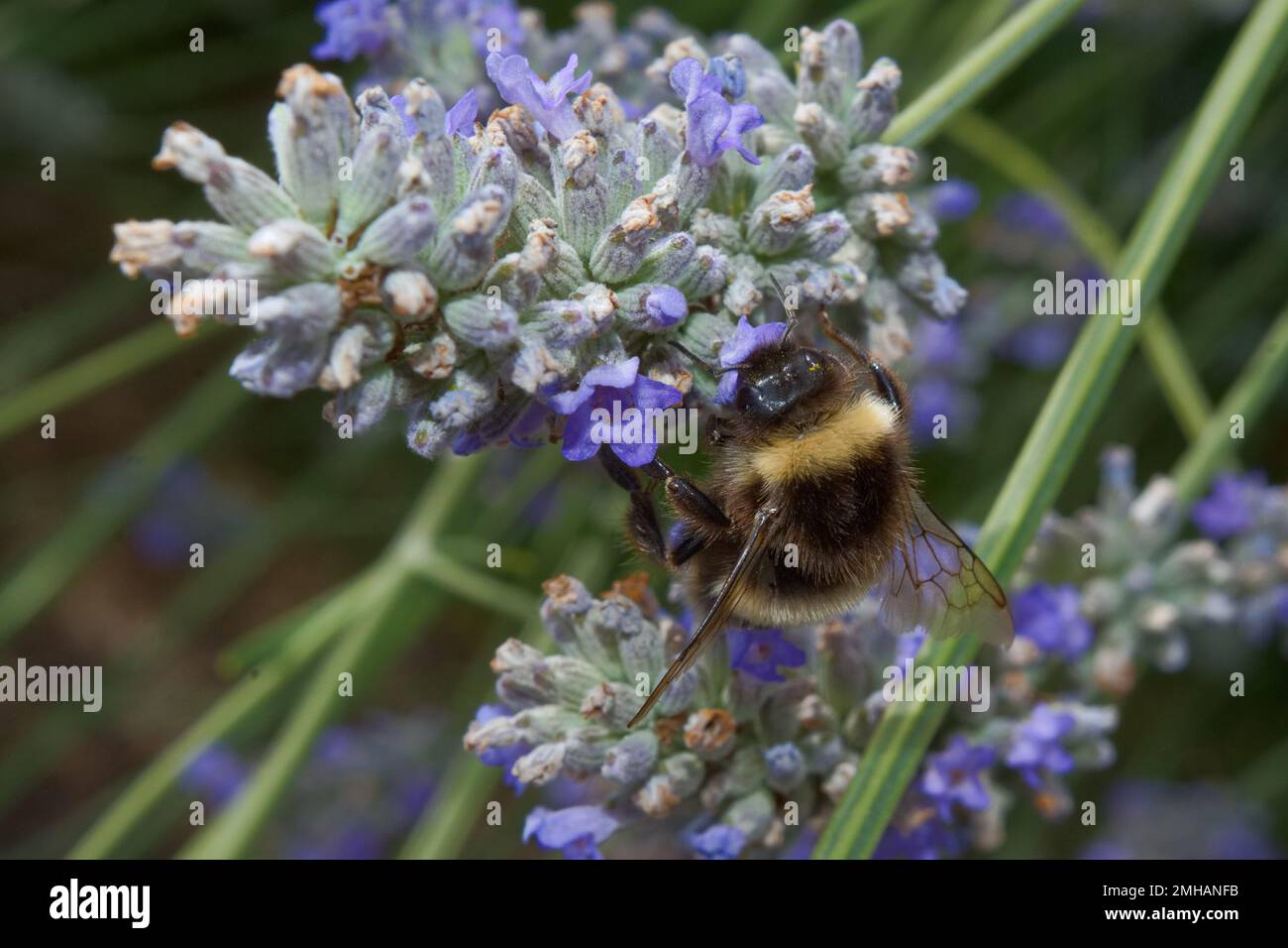 An industrious yellow and black striped bumblebee in close up showing ...