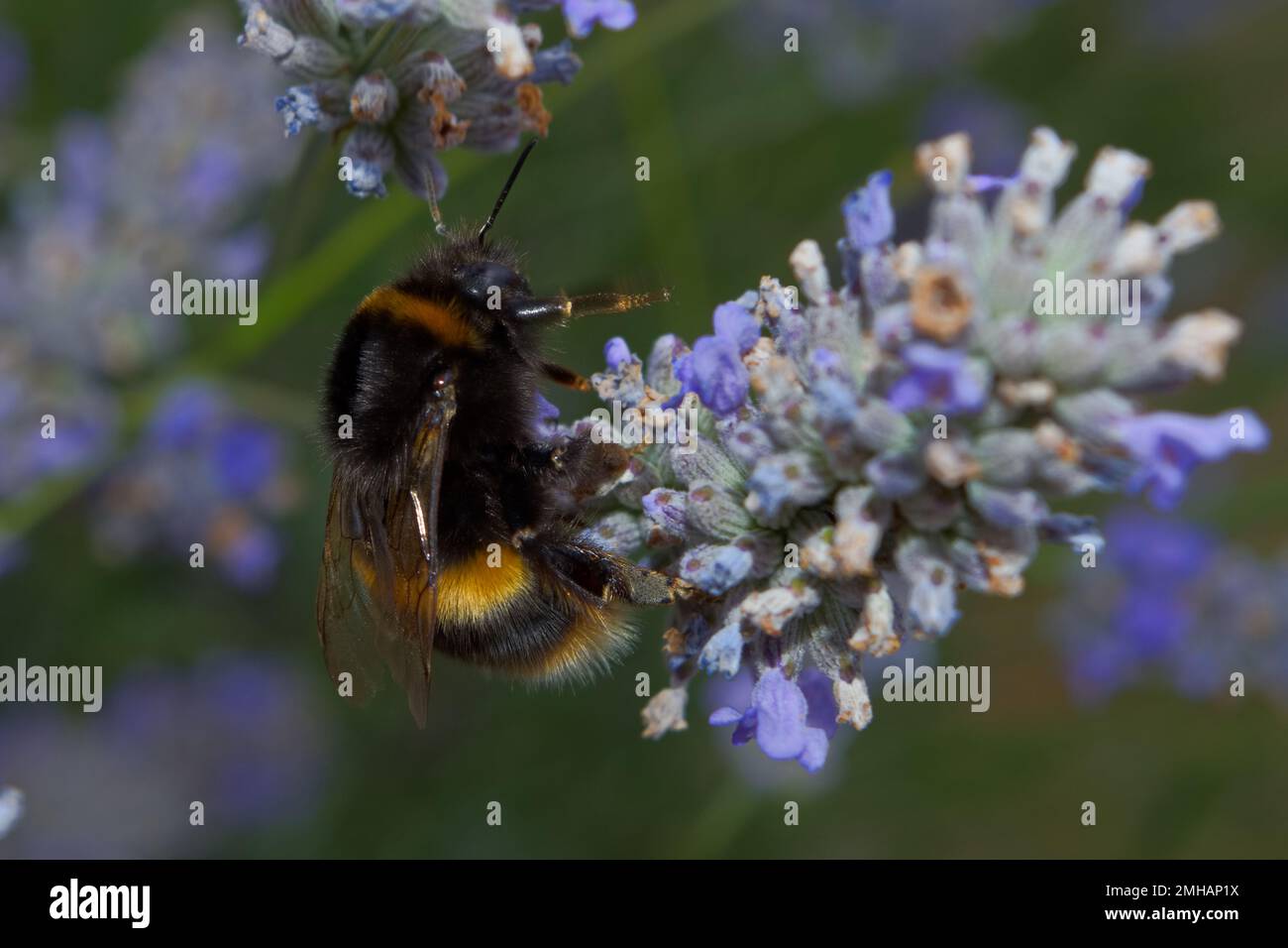 A very busy yellow and black striped bumblebee in close up, pollinating ...