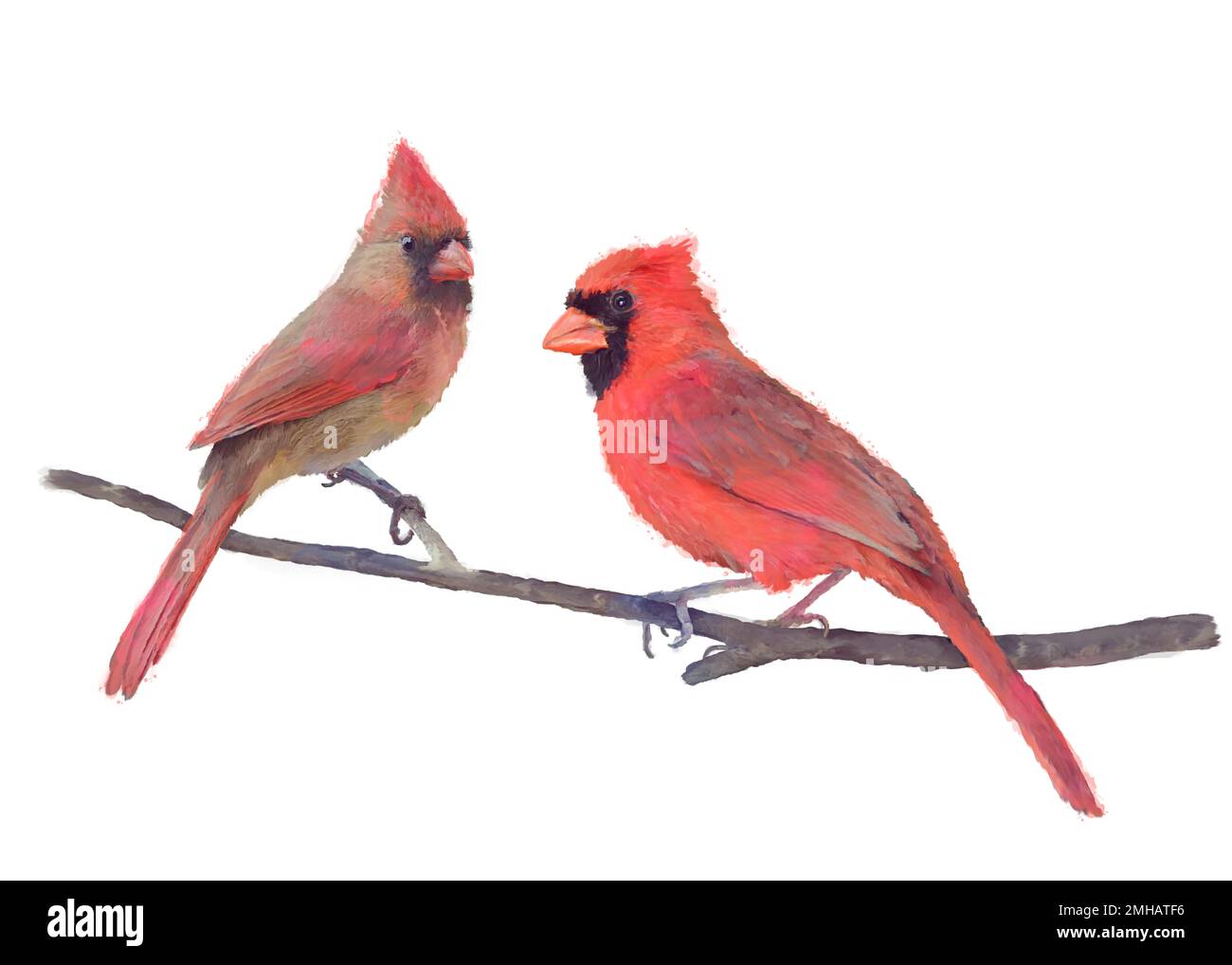 Male and female cardinals hi-res stock photography and images - Alamy