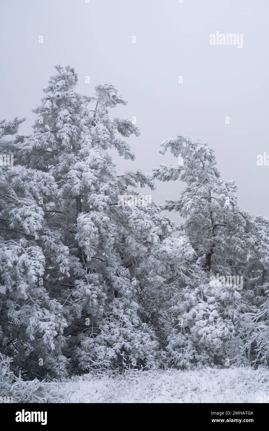 Winter landscape of coniferous trees that let go of branches under ...