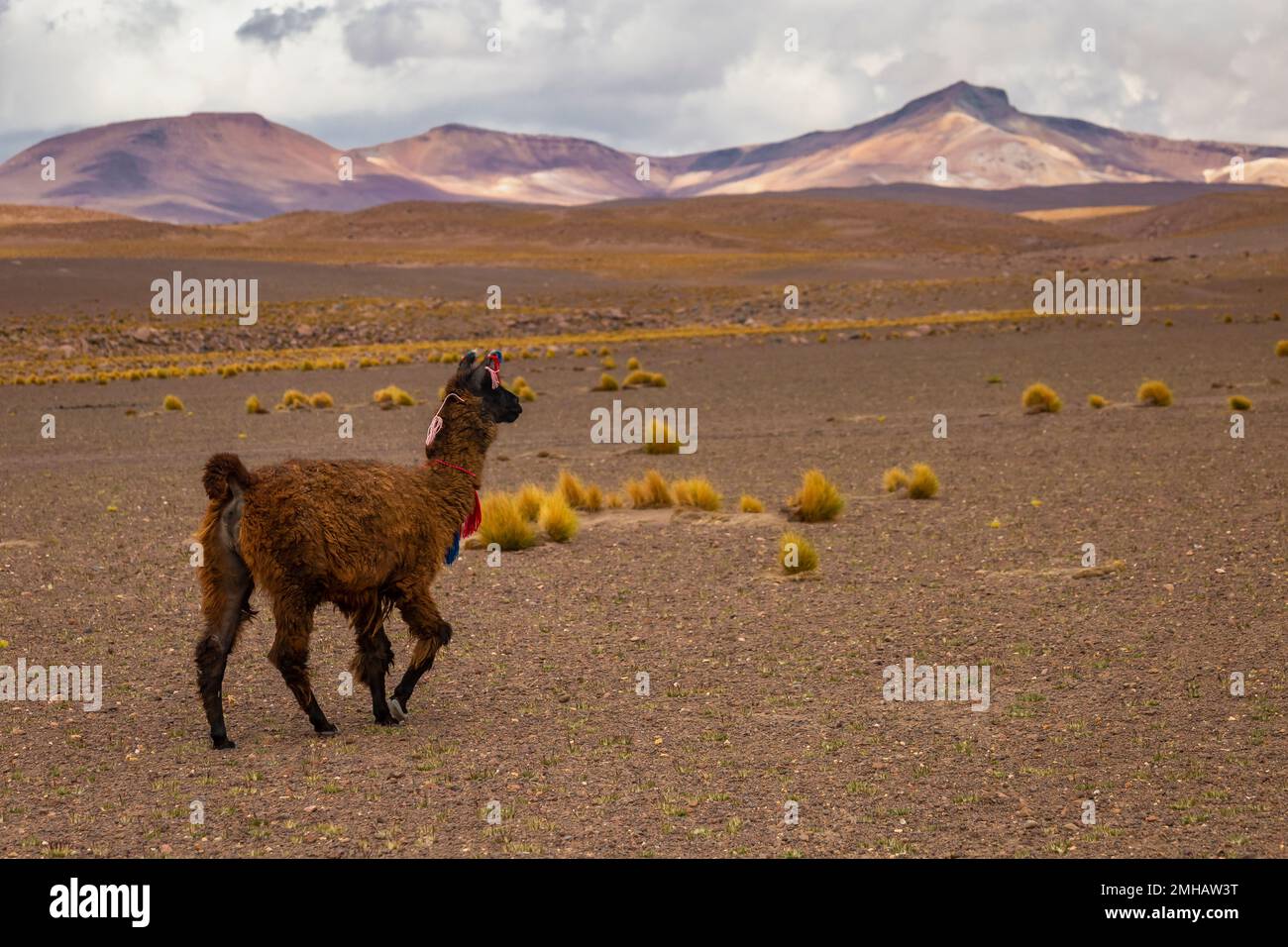LLama alpaca in Bolivia altiplano near Chilean atacama border, South ...