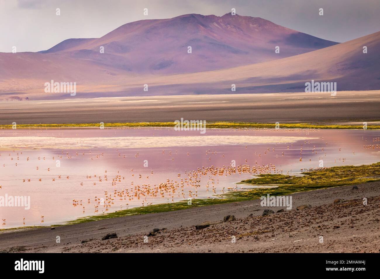 Laguna colorada, Red lake, with Flamingos and Volcanic landscape, Andes ...