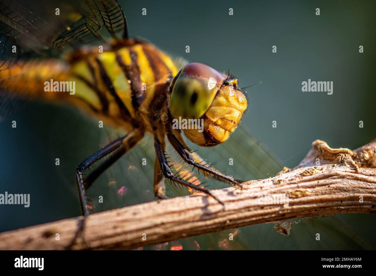 Beautiful of nature, A dragonfly on tree branch and nature blurred ...