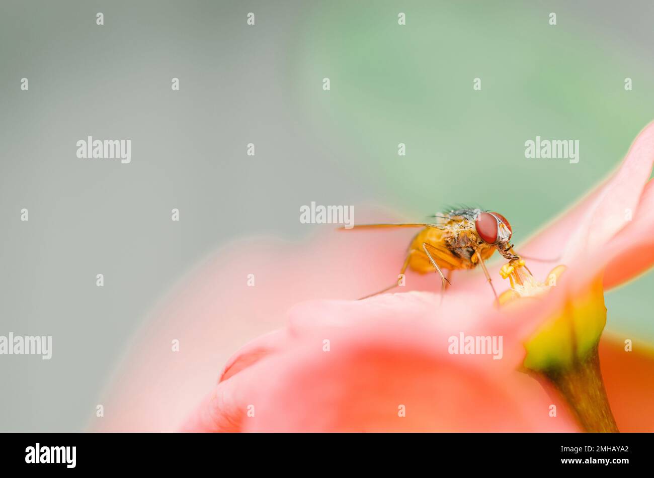 A fly devoring nectar from pollen of Euphorbia milli flower, Close uo ...