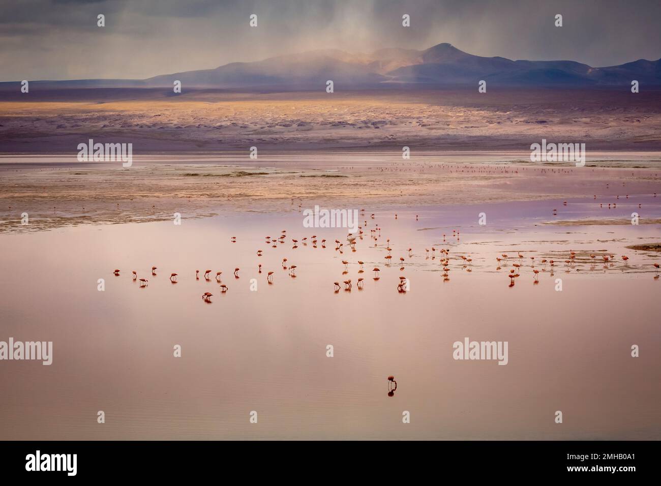 Laguna colorada, Red lake, with Flamingos and Volcanic landscape, Andes ...