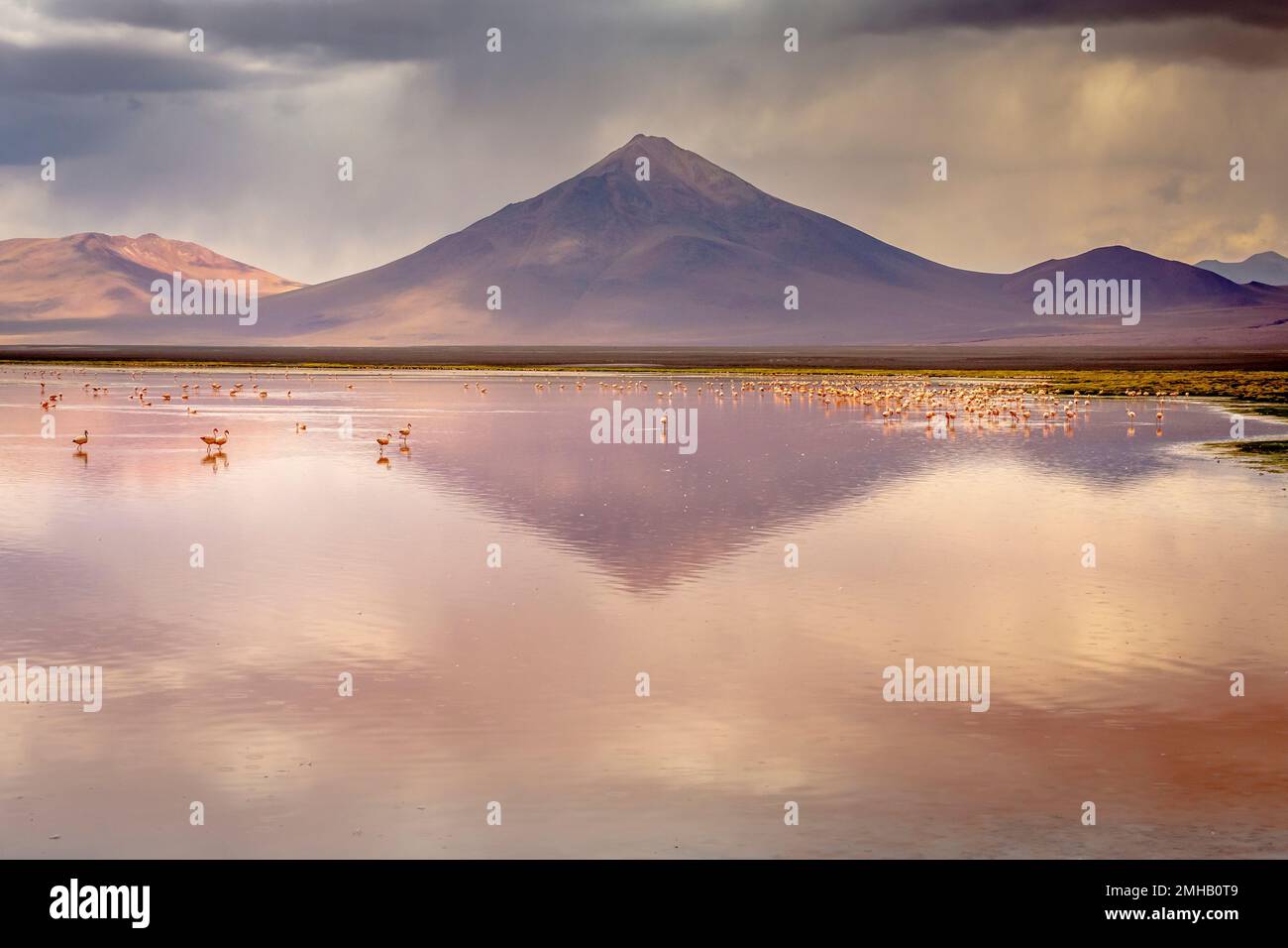 Laguna colorada, Red lake, with Flamingos and Volcanic landscape, Andes ...