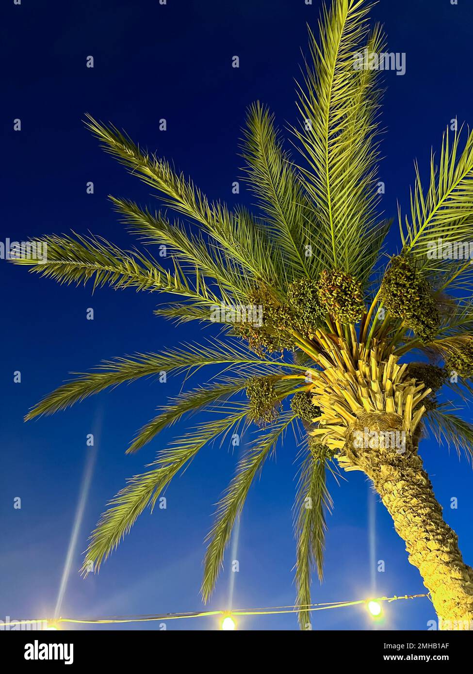 View of beautiful palm tree and glowing lights at night Stock Photo - Alamy