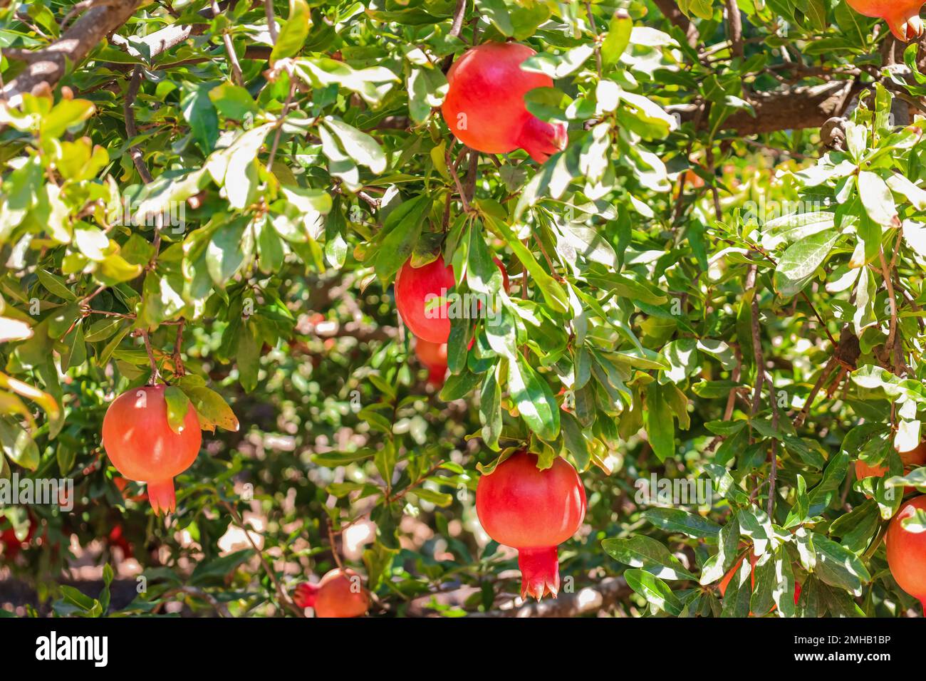 Tree with red pomegranates on farm, closeup Stock Photo - Alamy