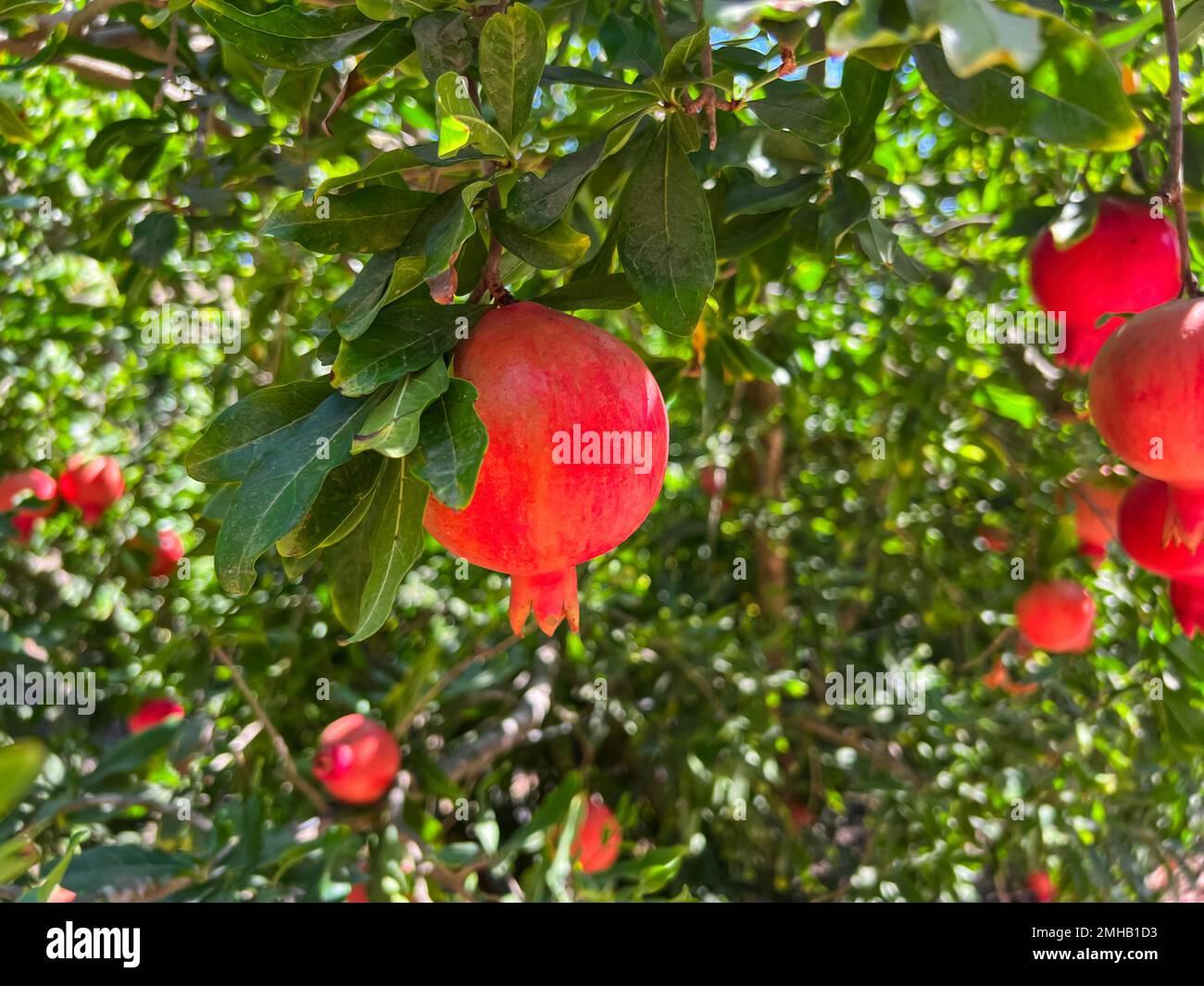 Tree with tasty pomegranates on farm, closeup Stock Photo - Alamy