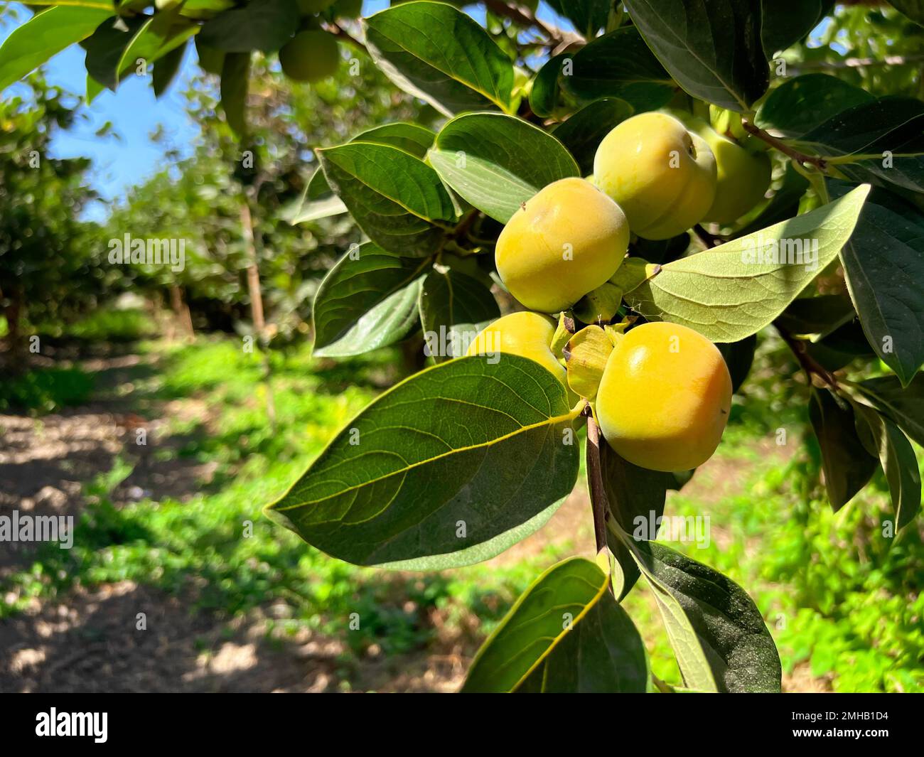 Tree branch with Persimmon fruits on plantation, closeup Stock Photo ...