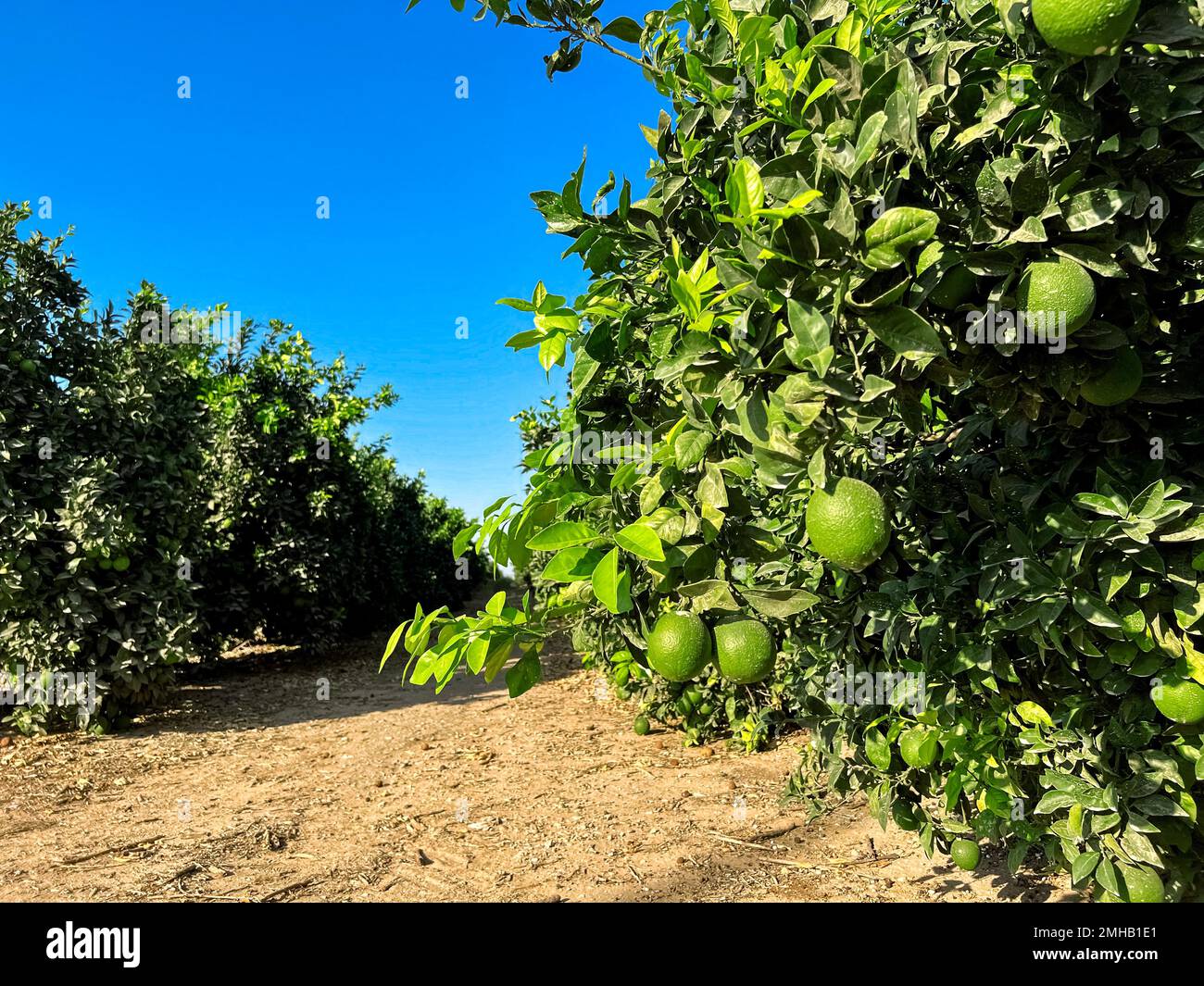 Trees with pomelo fruits on plantation Stock Photo - Alamy