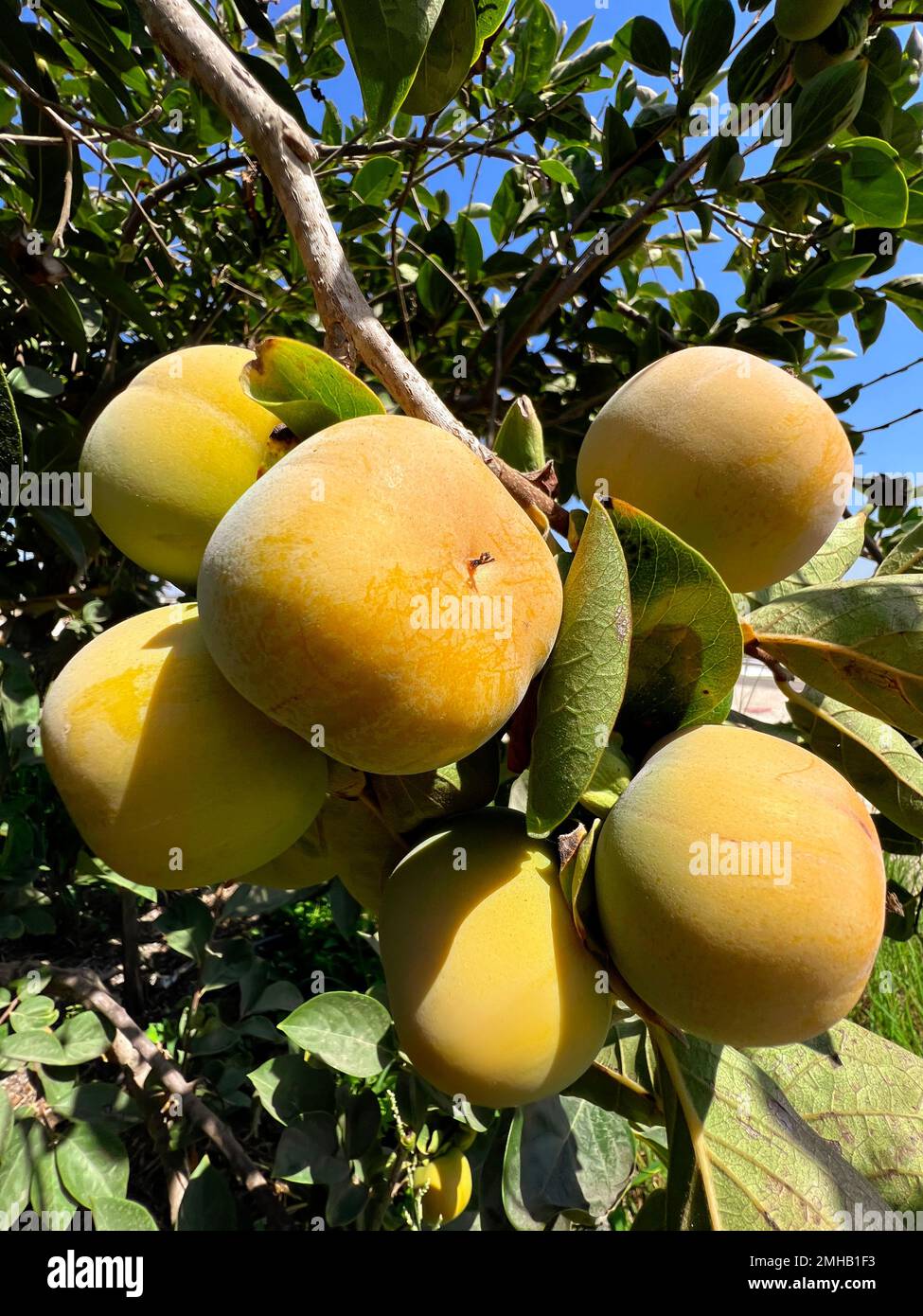 Tree branch with Persimmon fruits on plantation, closeup Stock Photo ...