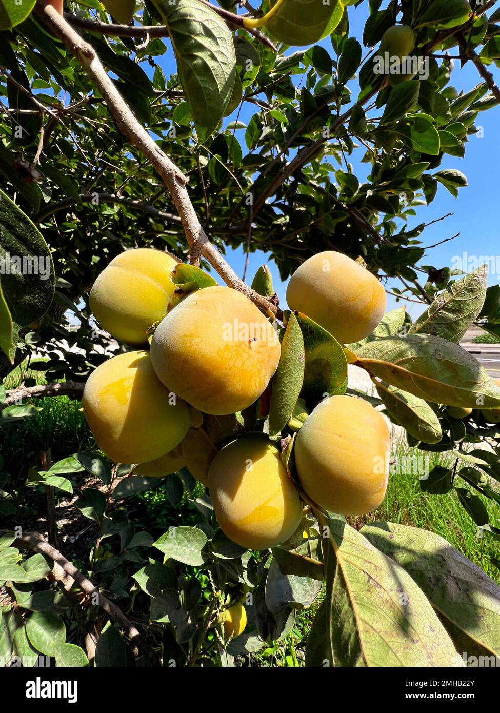 Tree branch with Persimmon fruits on plantation, closeup Stock Photo ...