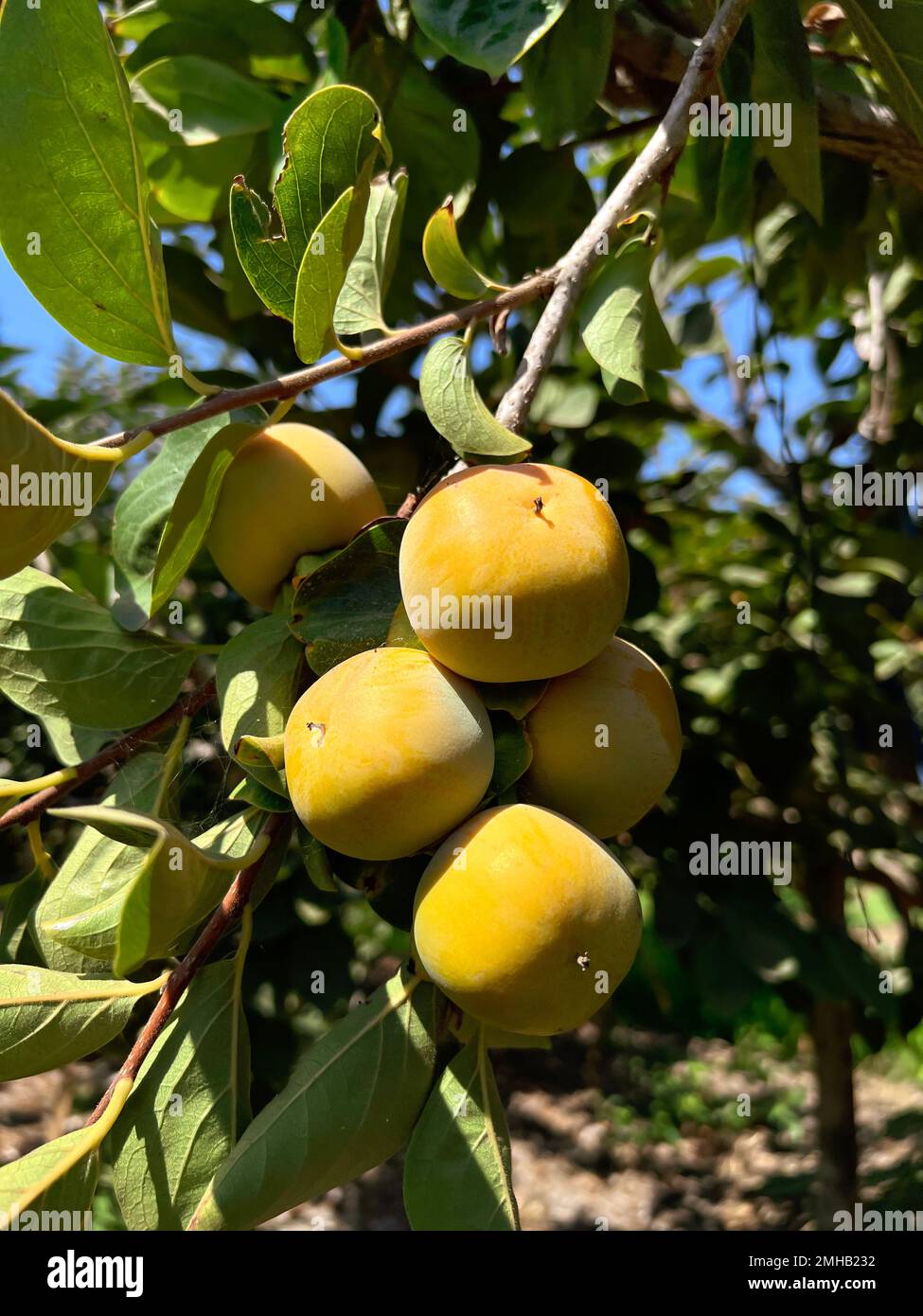 Tree branch with Persimmon fruits on plantation, closeup Stock Photo ...